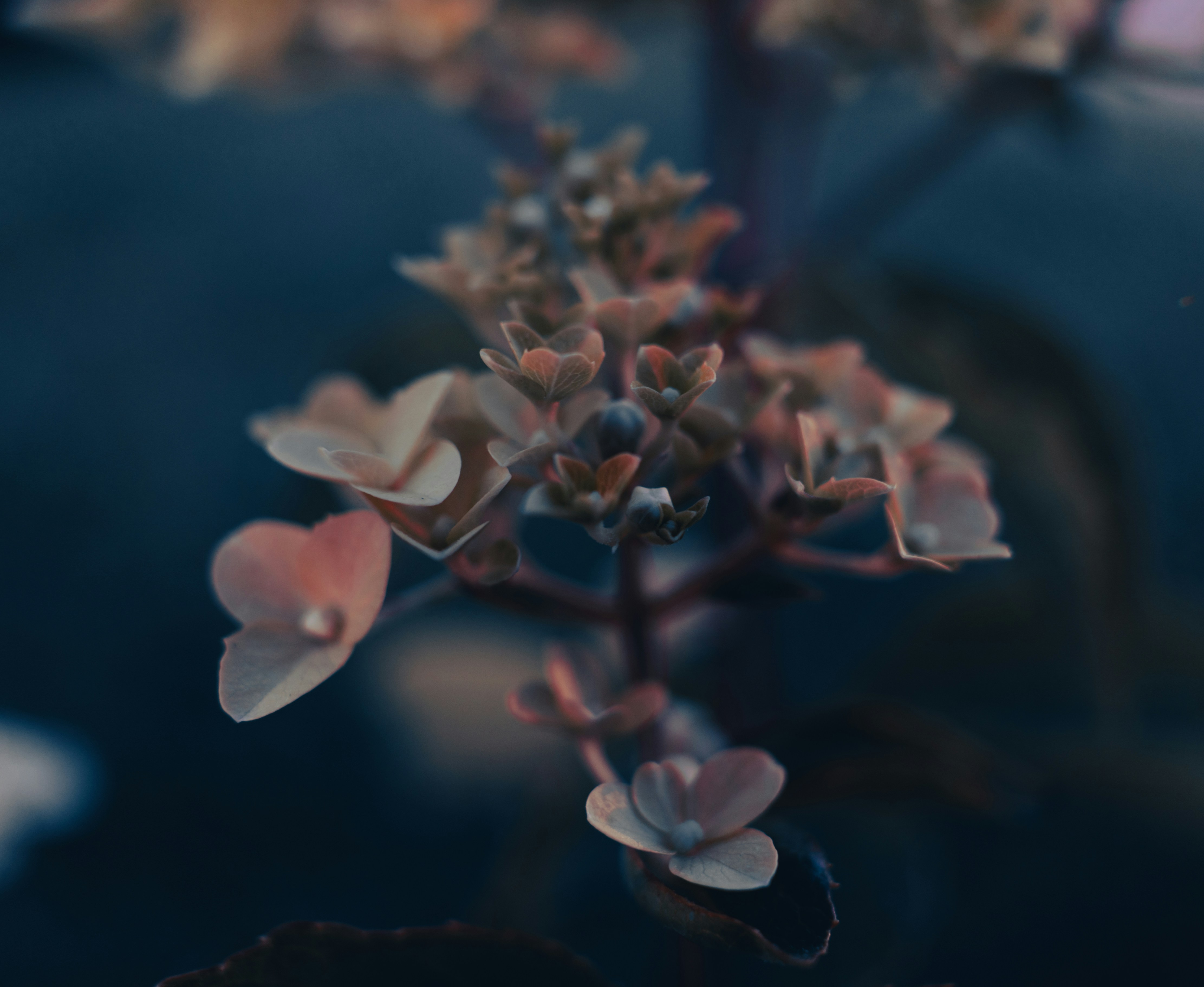 Dusk Bloom in Velvet Blue: a micro-close of blush petals