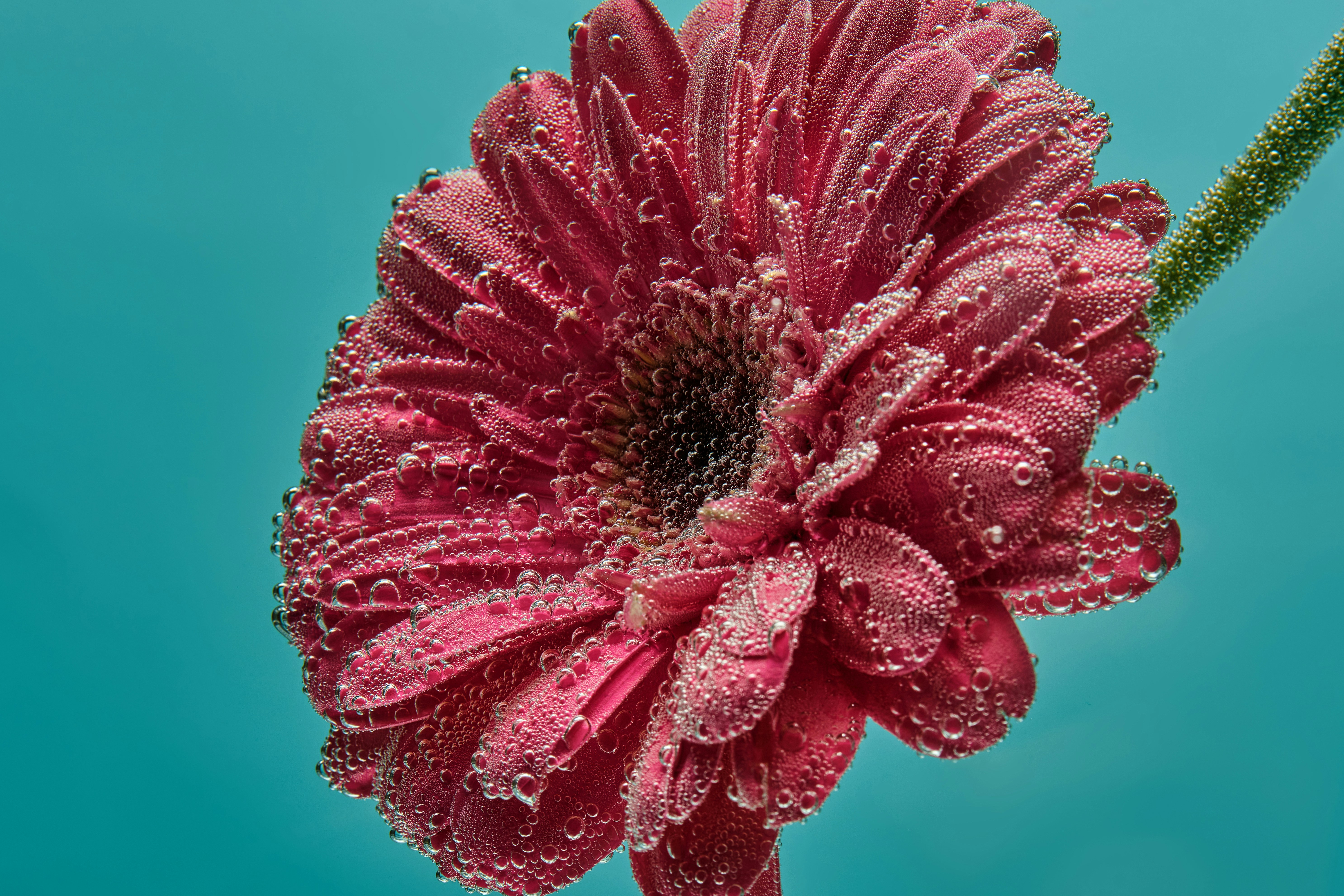 Ethereal Bloom: A Floral Dance in Bubbles