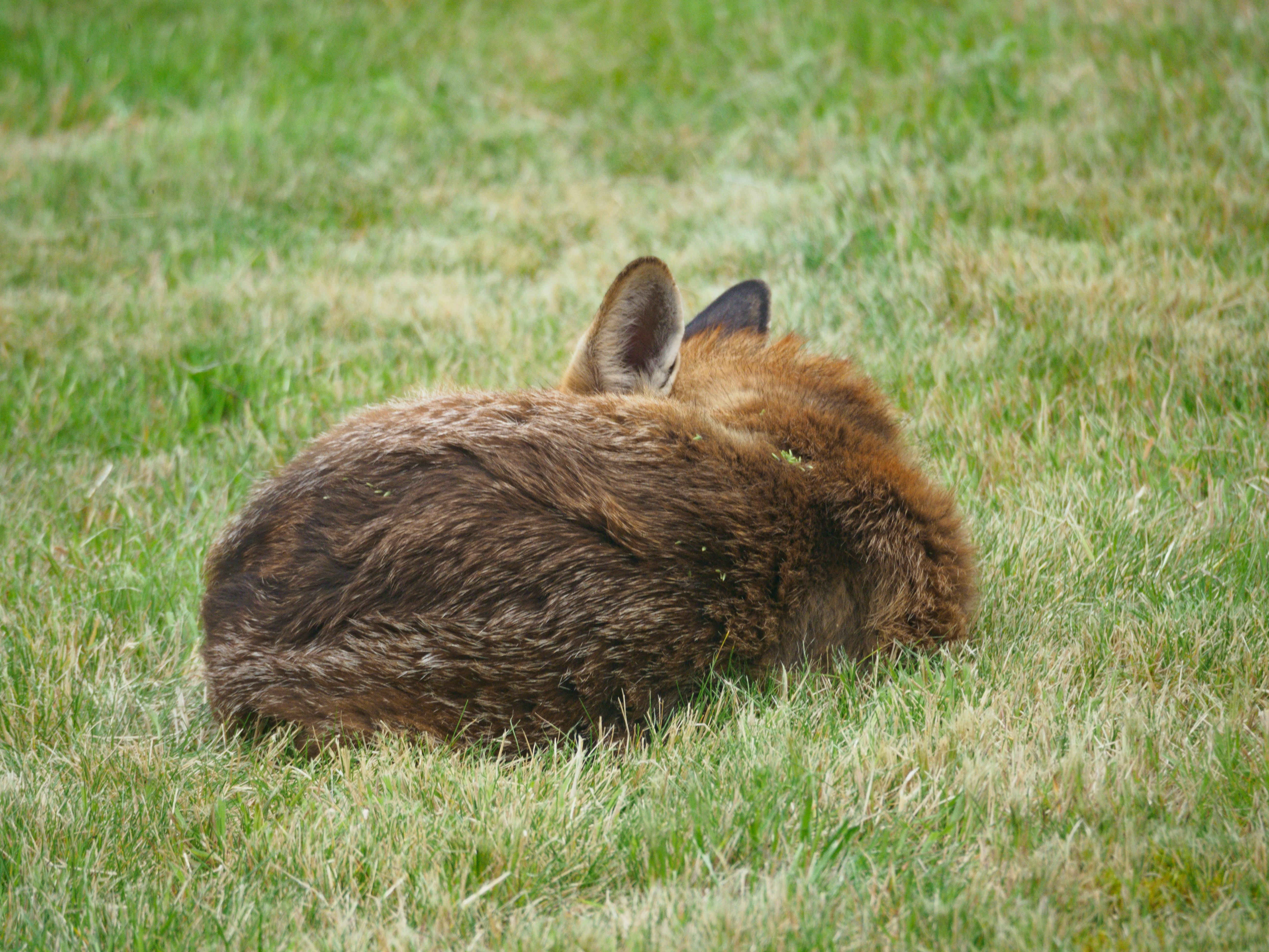 Brown rabbit on green grass field during daytime photo – Free Mammal ...
