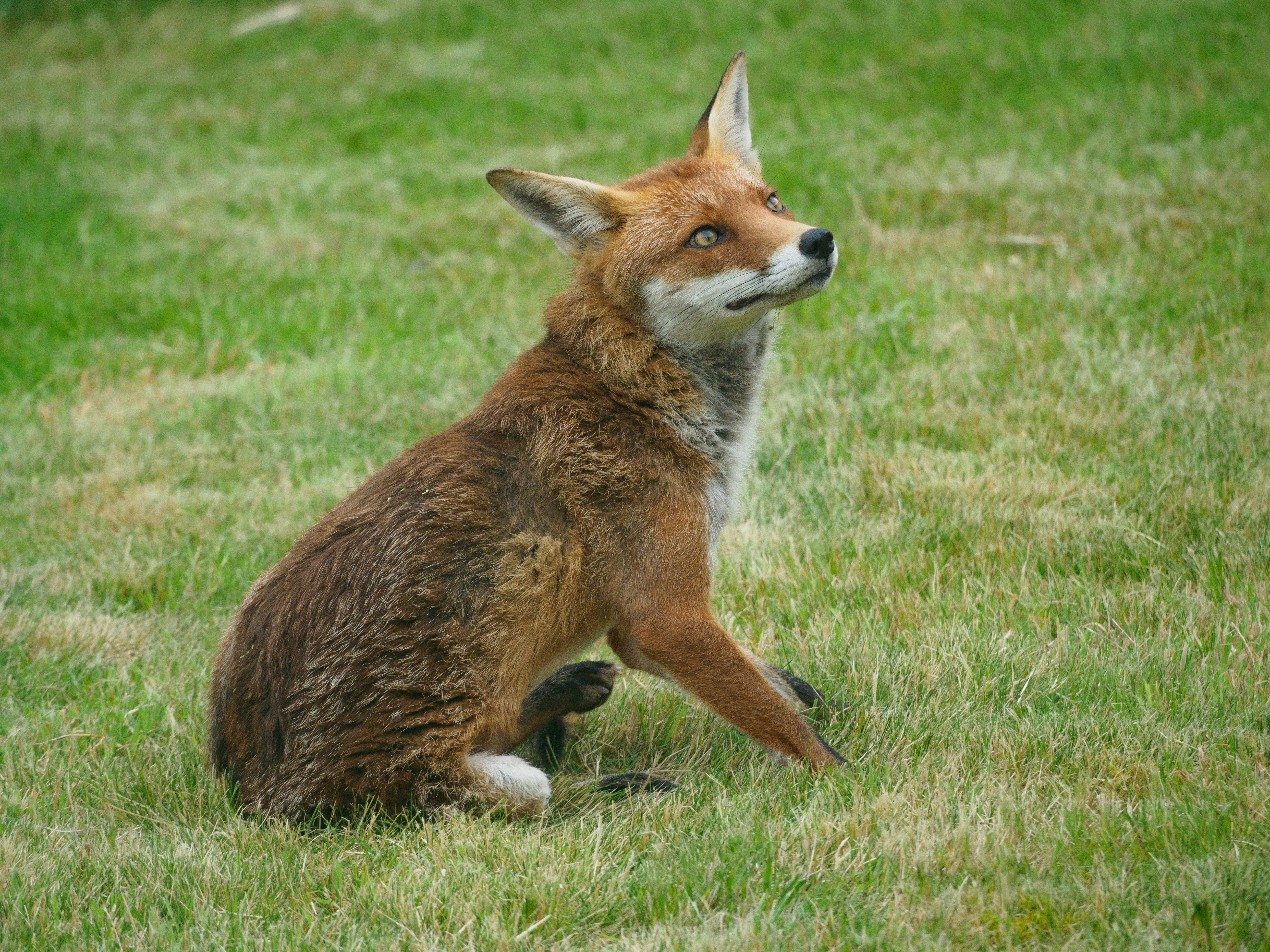 Brown and white fox on green grass field during daytime photo – Free ...