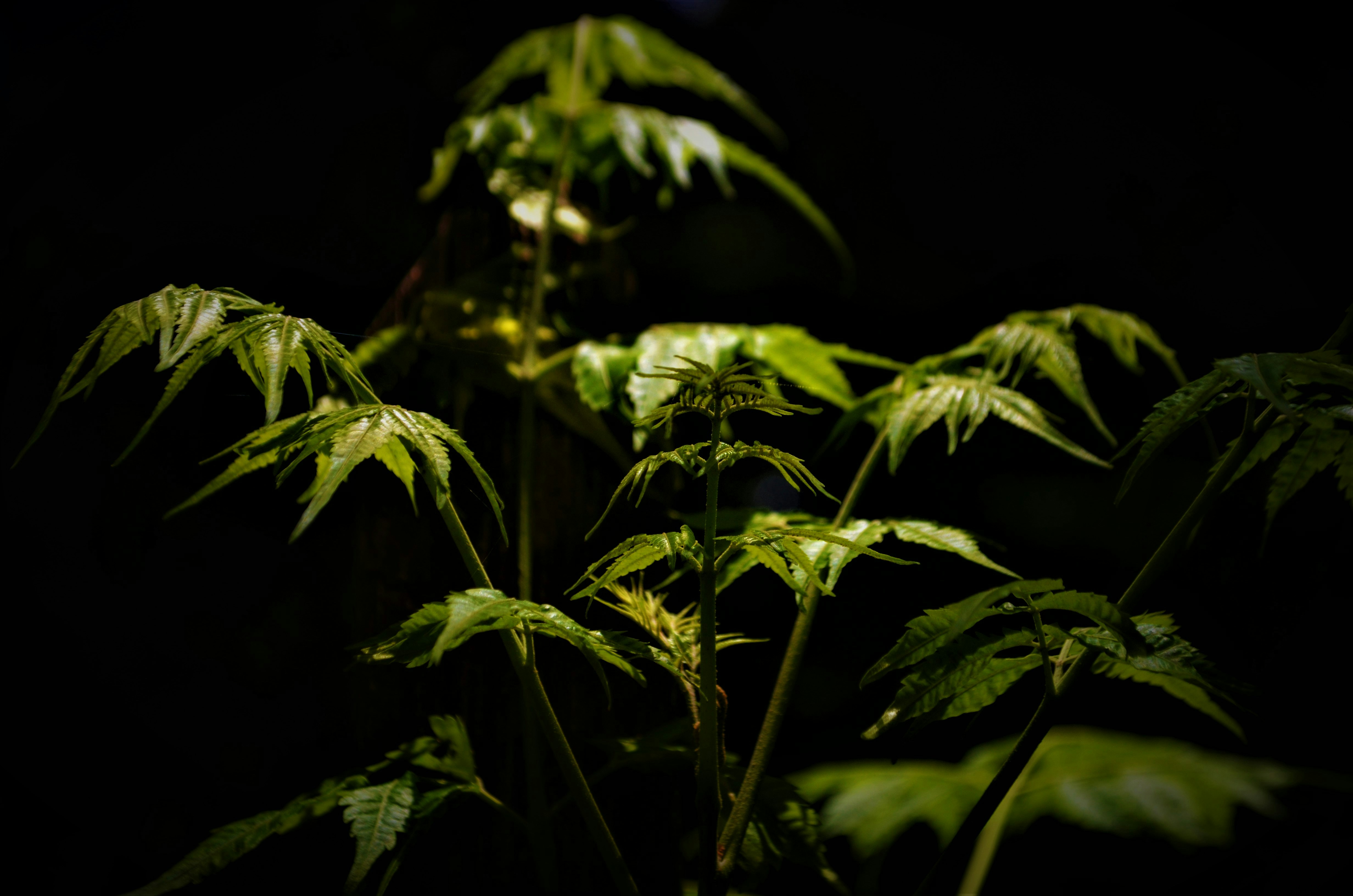 Emerald Whisper in the Shadows