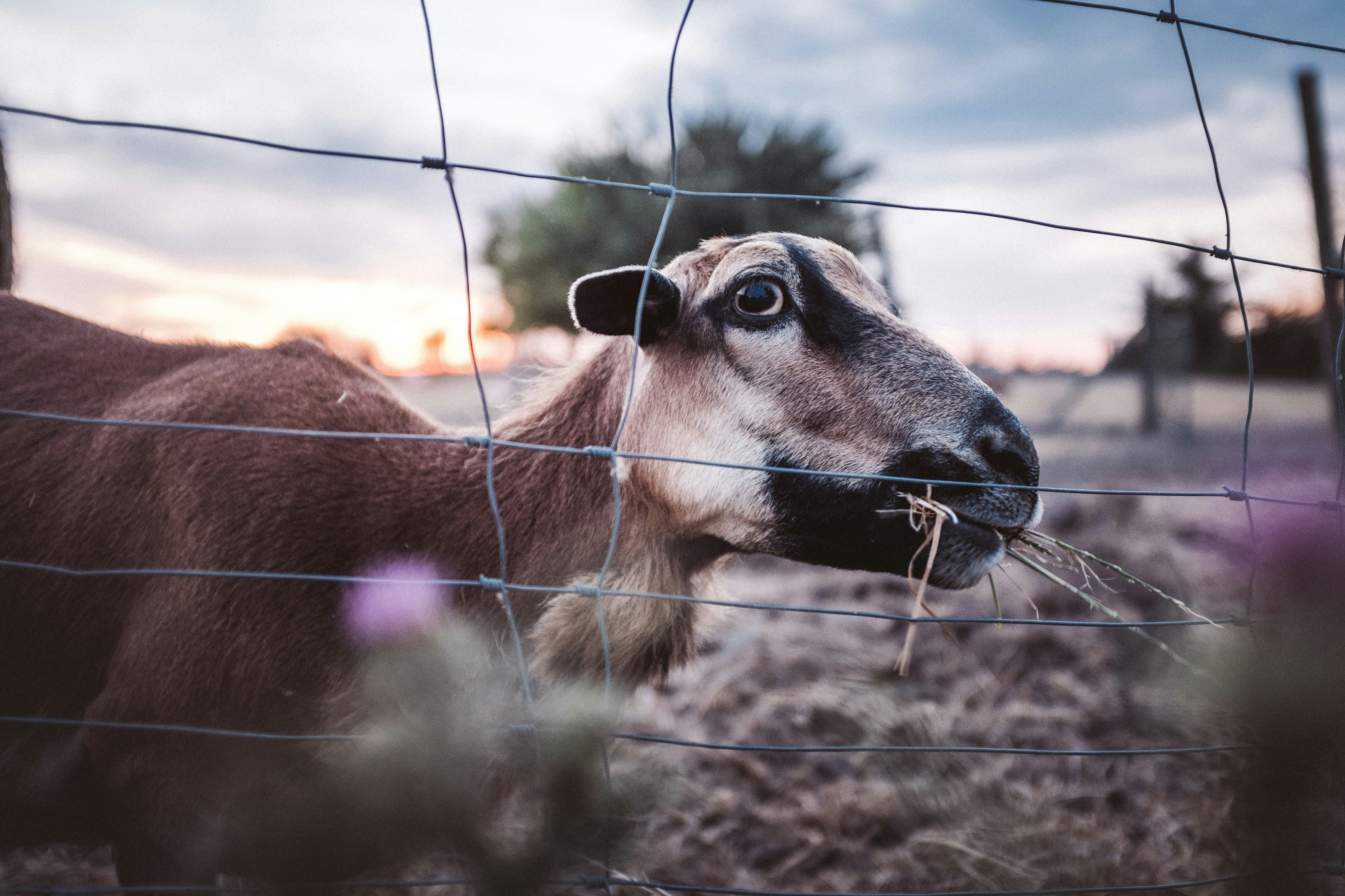 Dusk Gaze Through the Fence: A Goat's Quiet Vigil