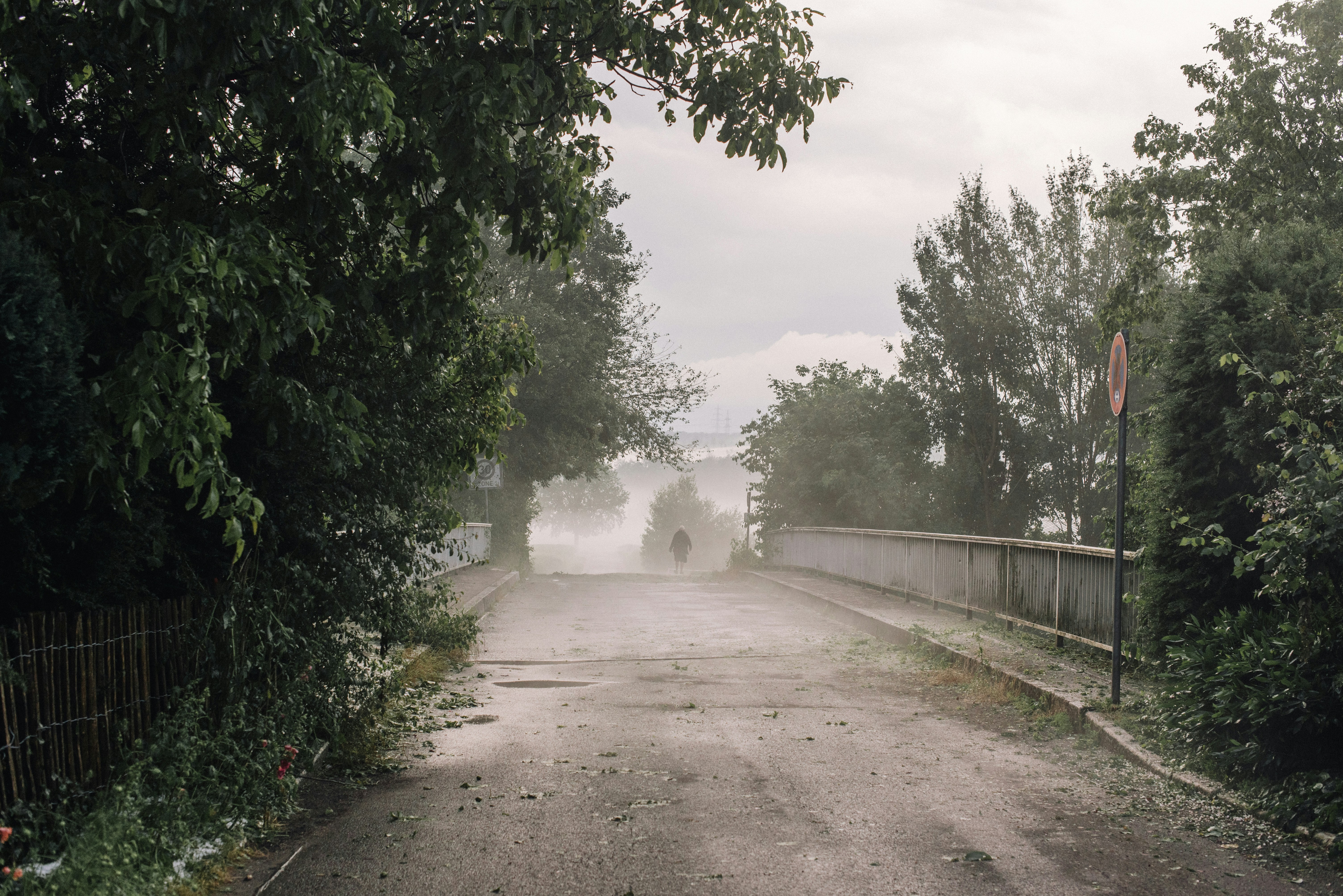Green trees beside gray road photo – Free Forest Image on Unsplash