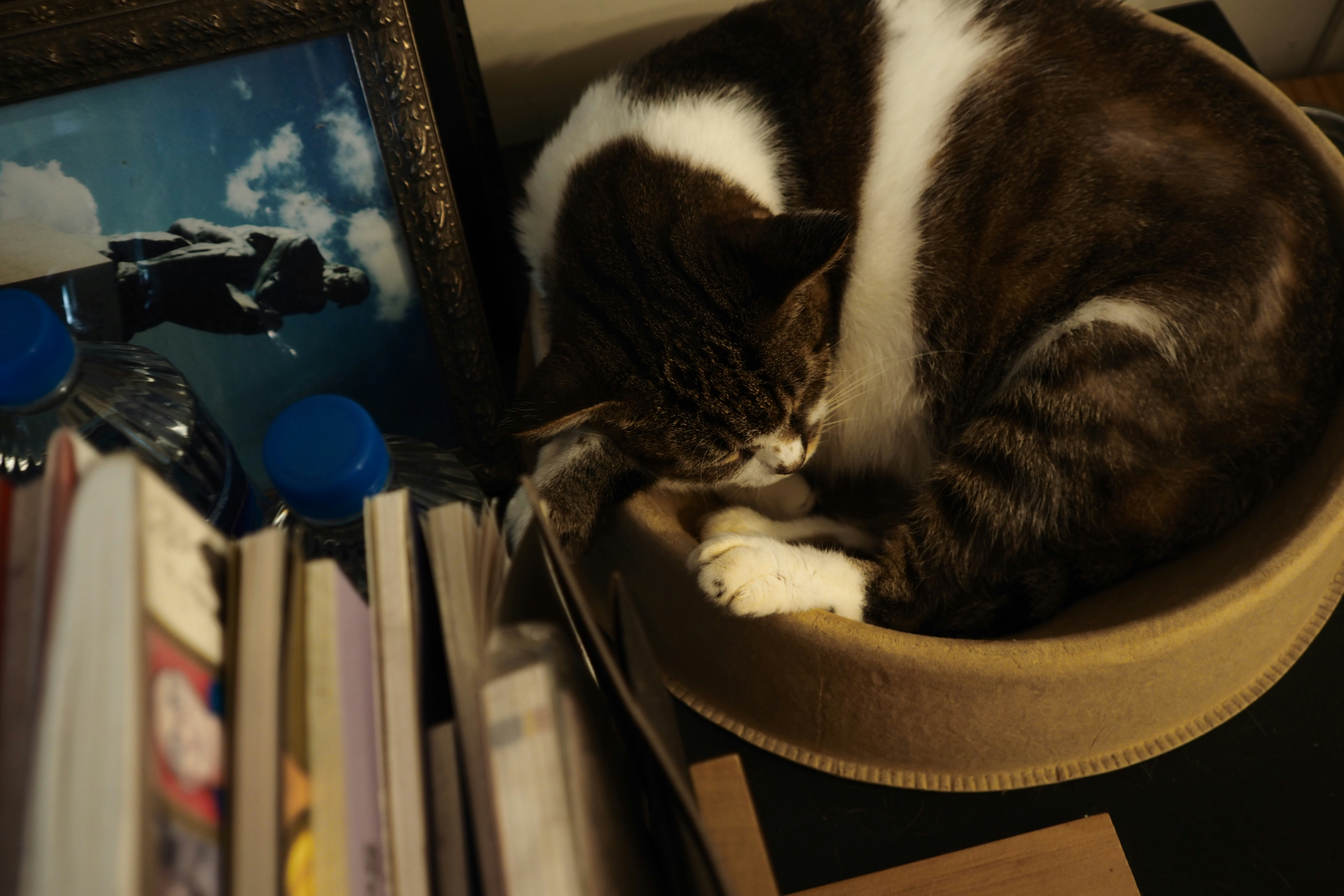 Whiskered Doze in a Hat: A Quiet Corner Among Books