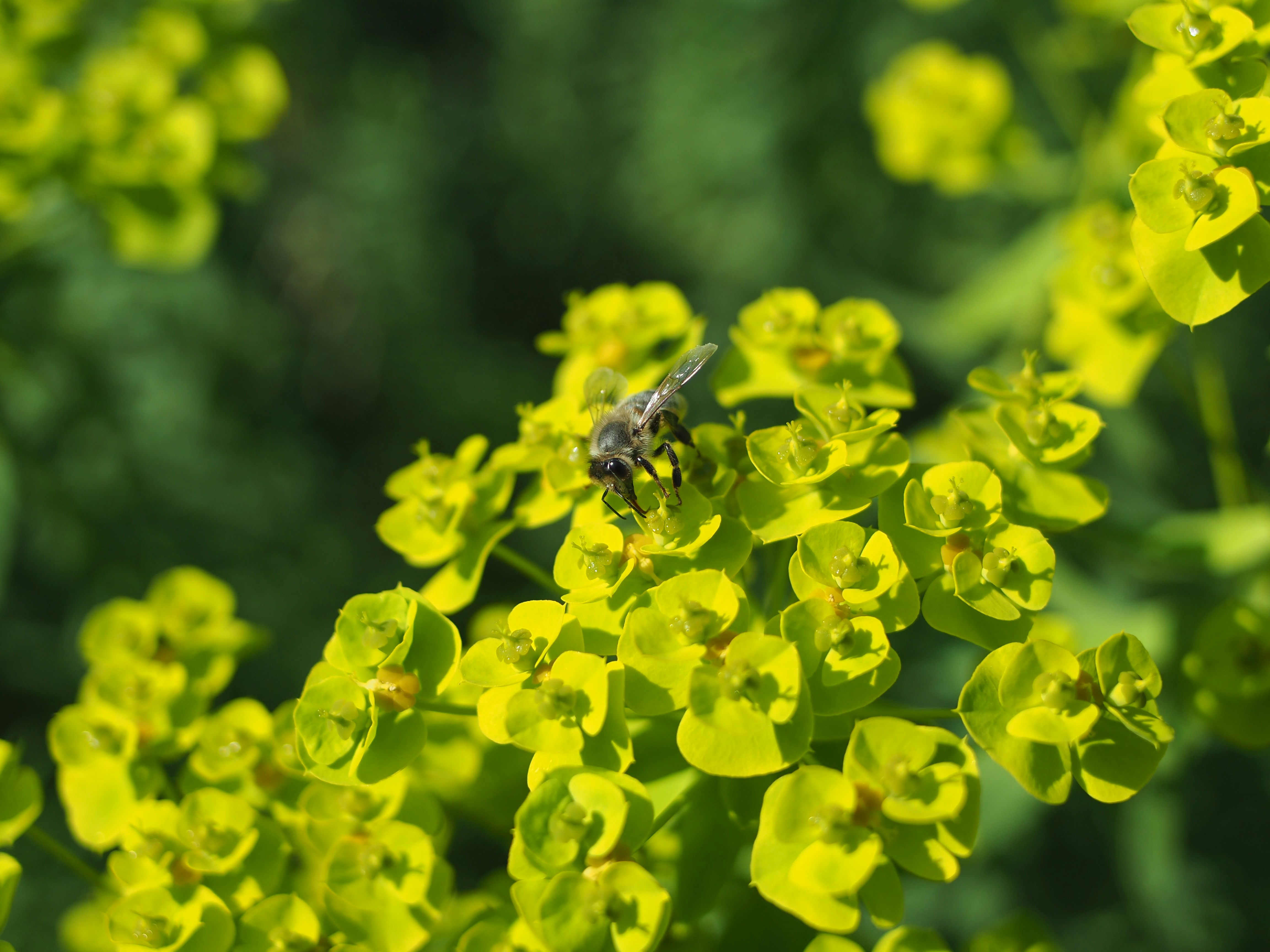 black and yellow bee on yellow flower