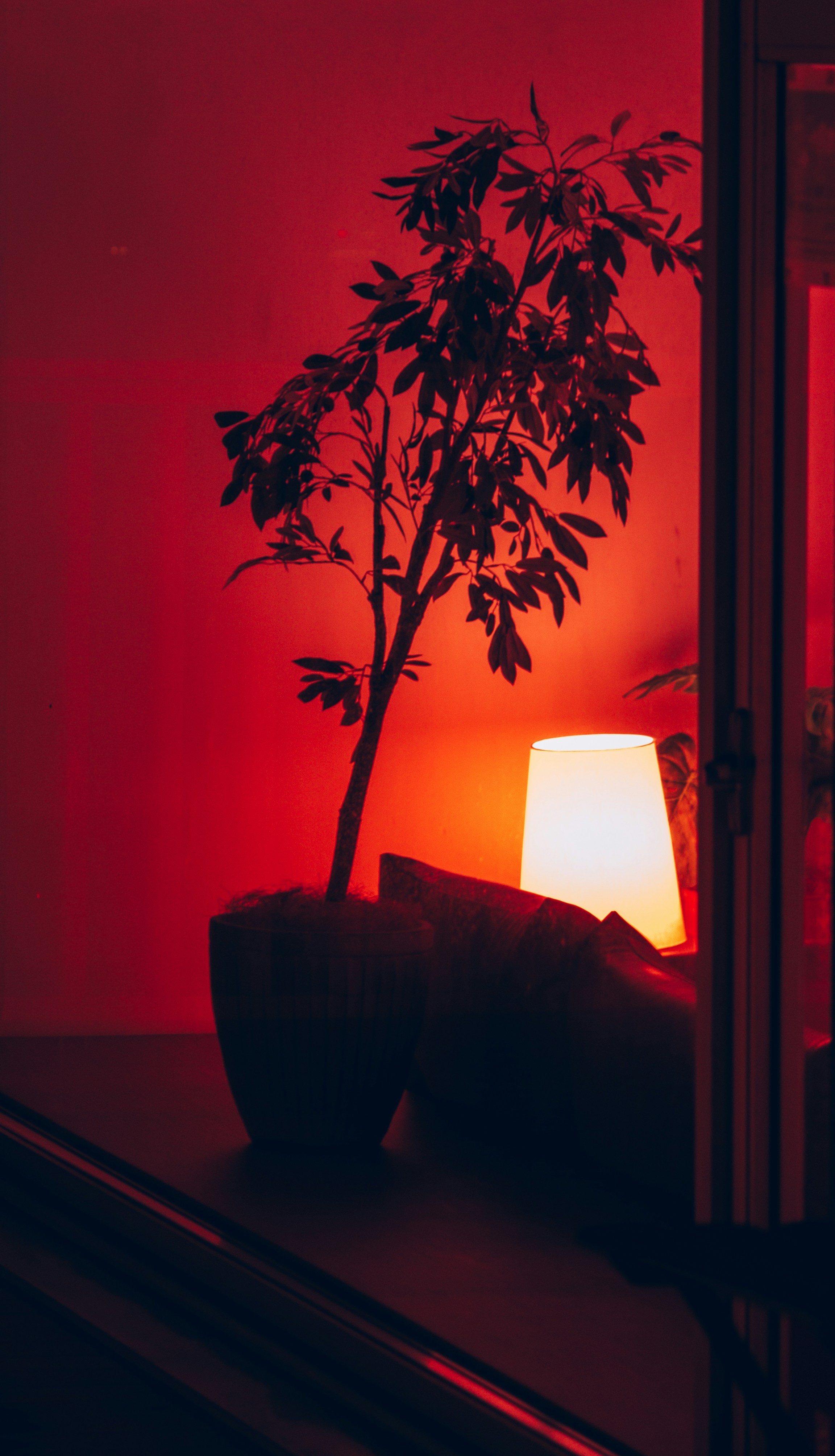 Crimson Glow by the Greenery: Lamp-lit Corner Still-Life