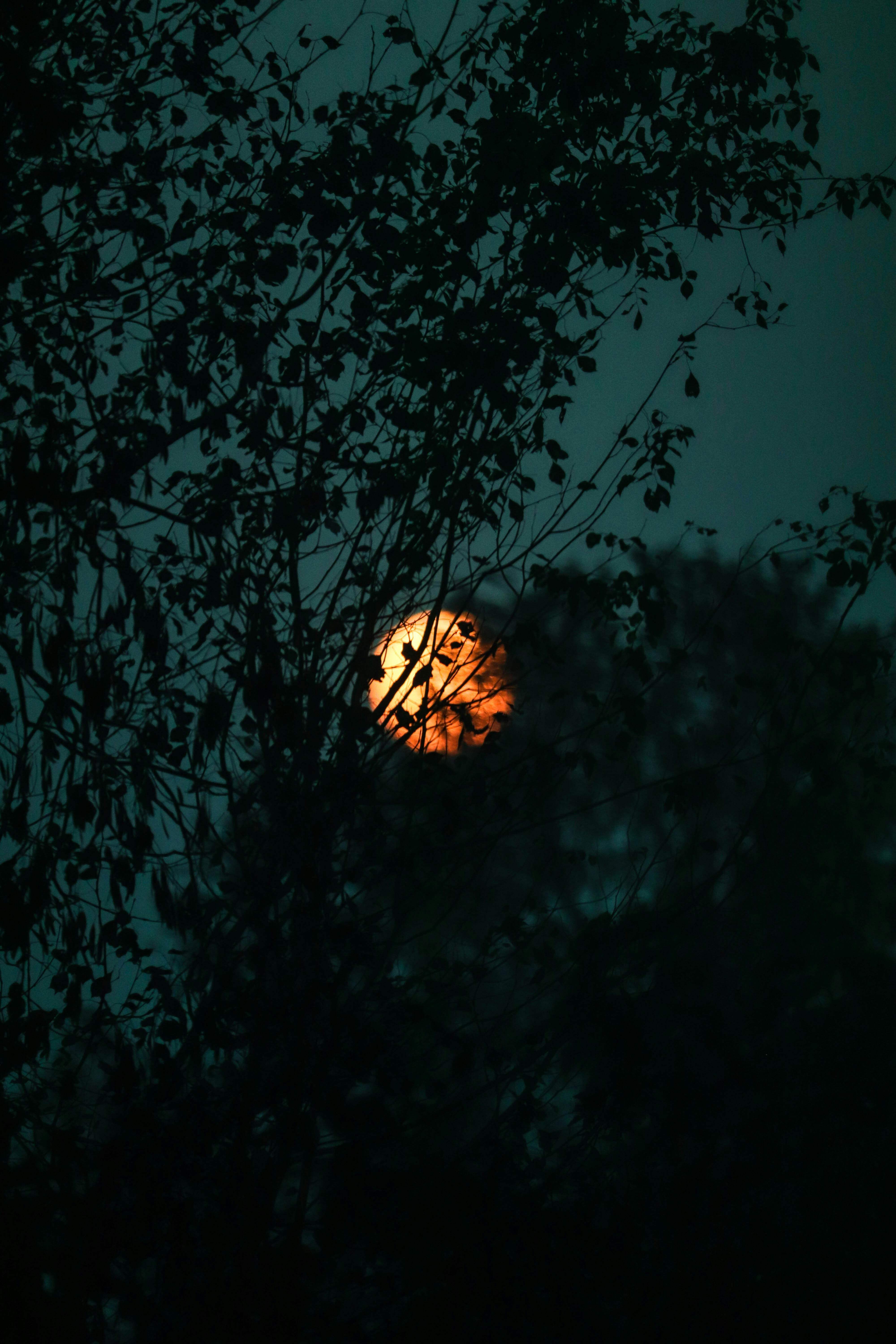 The moon glows softly through silhouetted branches, creating a serene twilight scene. The interplay of light and shadow evokes a tranquil atmosphere.