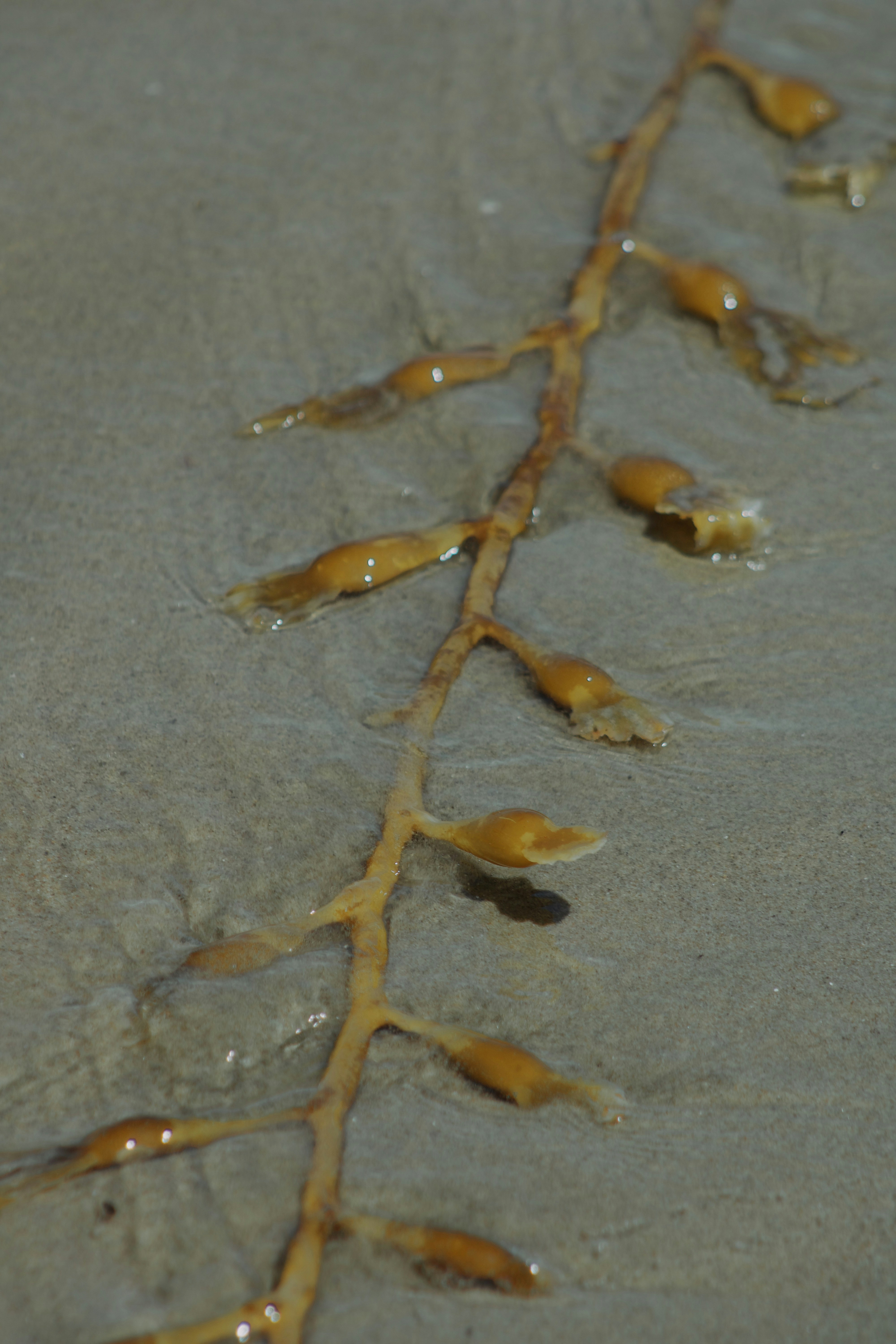 Orange Seaweed Vein on Damp Sand: A Close-Up Shore Study