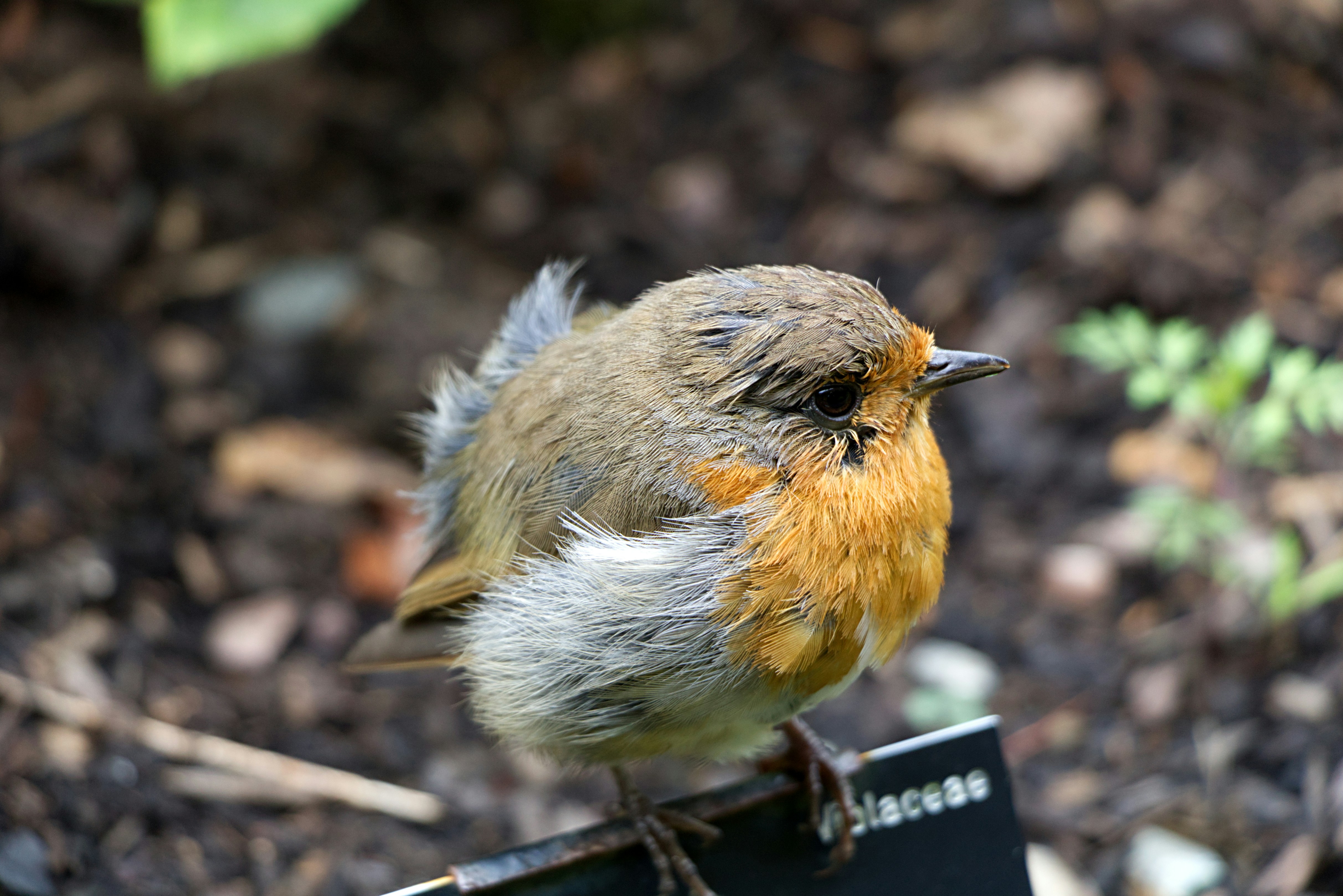Orange-chested Robin Pauses on a Mossy Garden Sign
