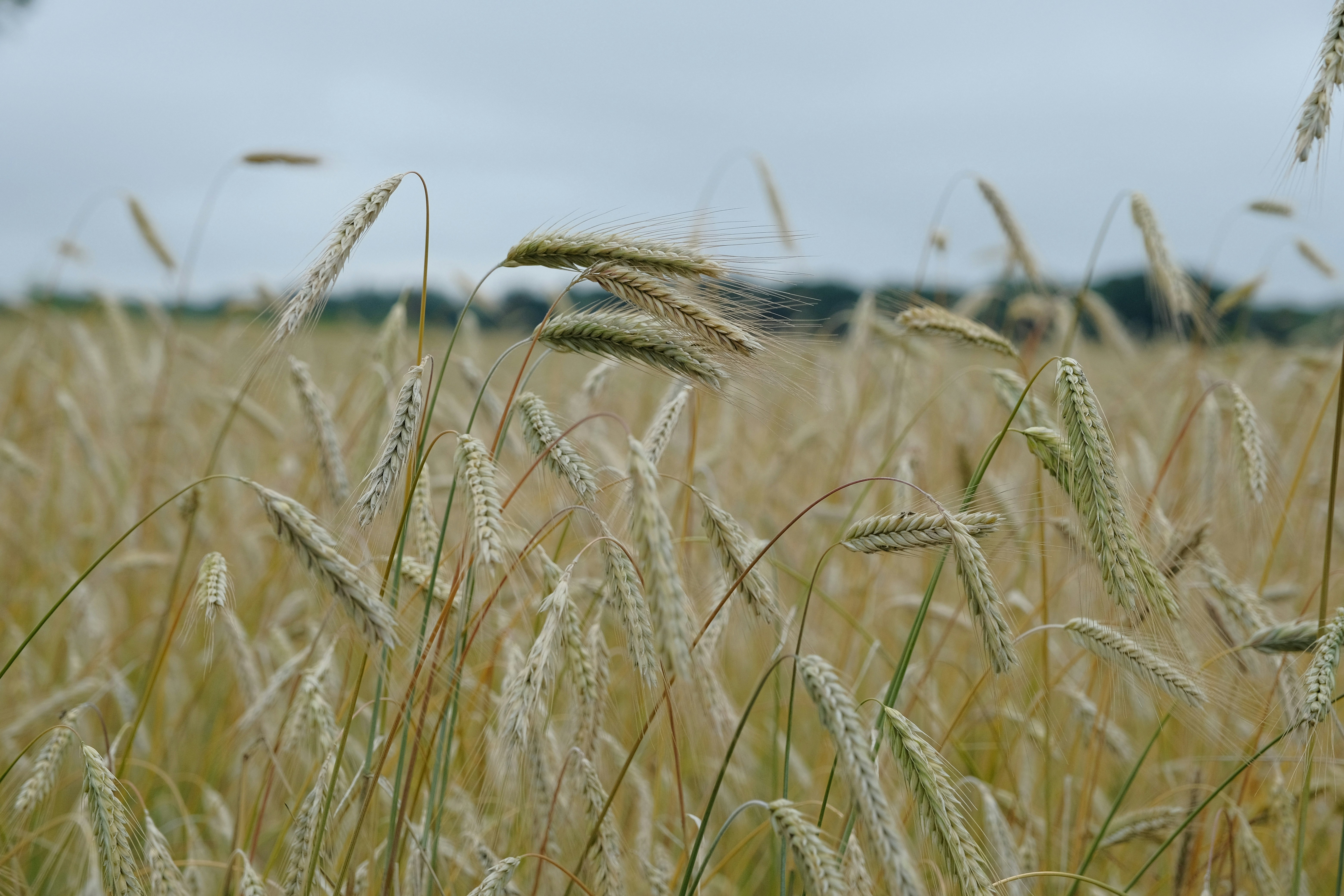 Golden Field in Focus: Reaching Wheat Heads under a Soft Horizon