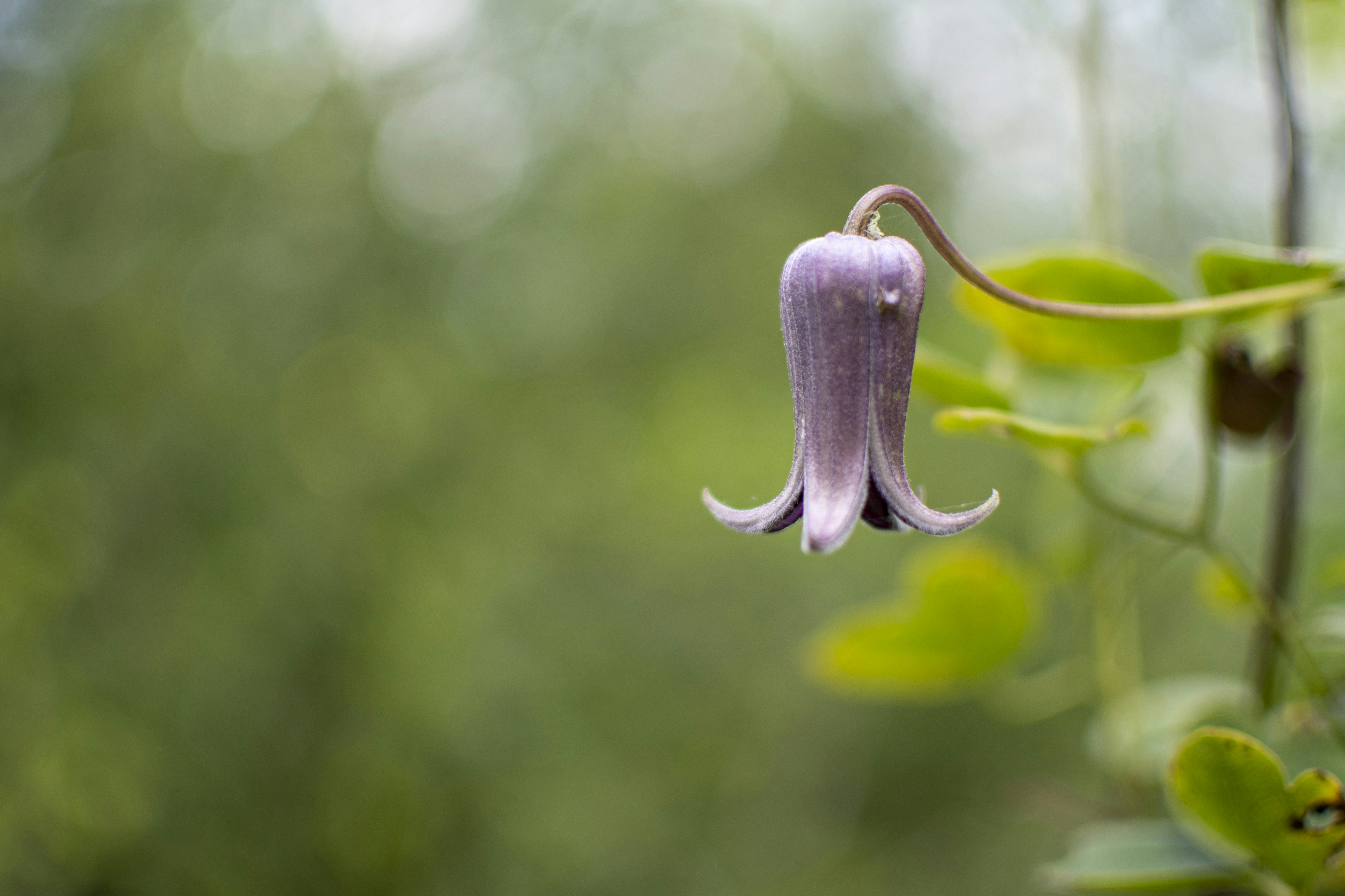 Lilac Bell: A solitary flower against a soft-green blur