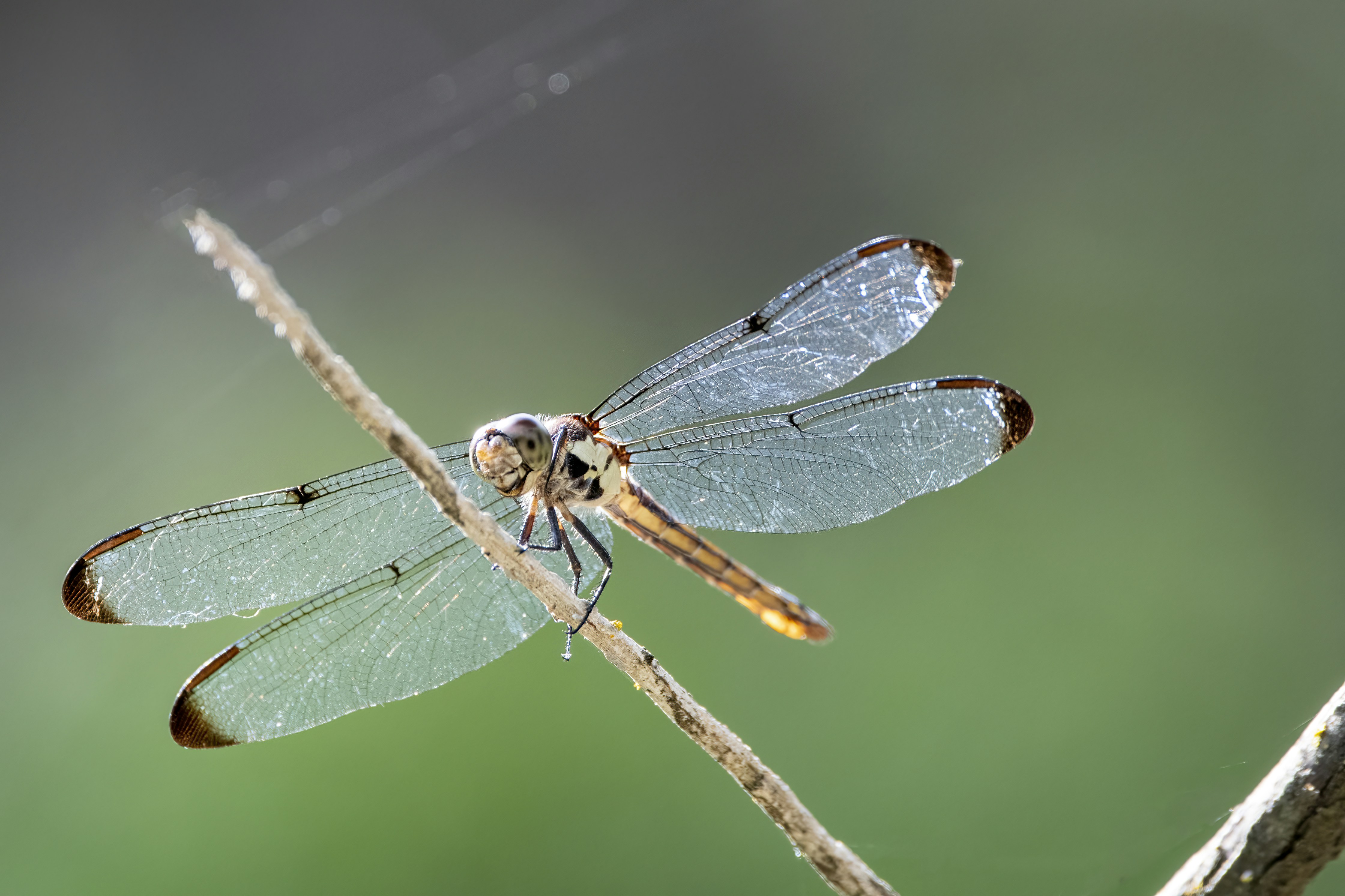 The Delightful Dragonfly