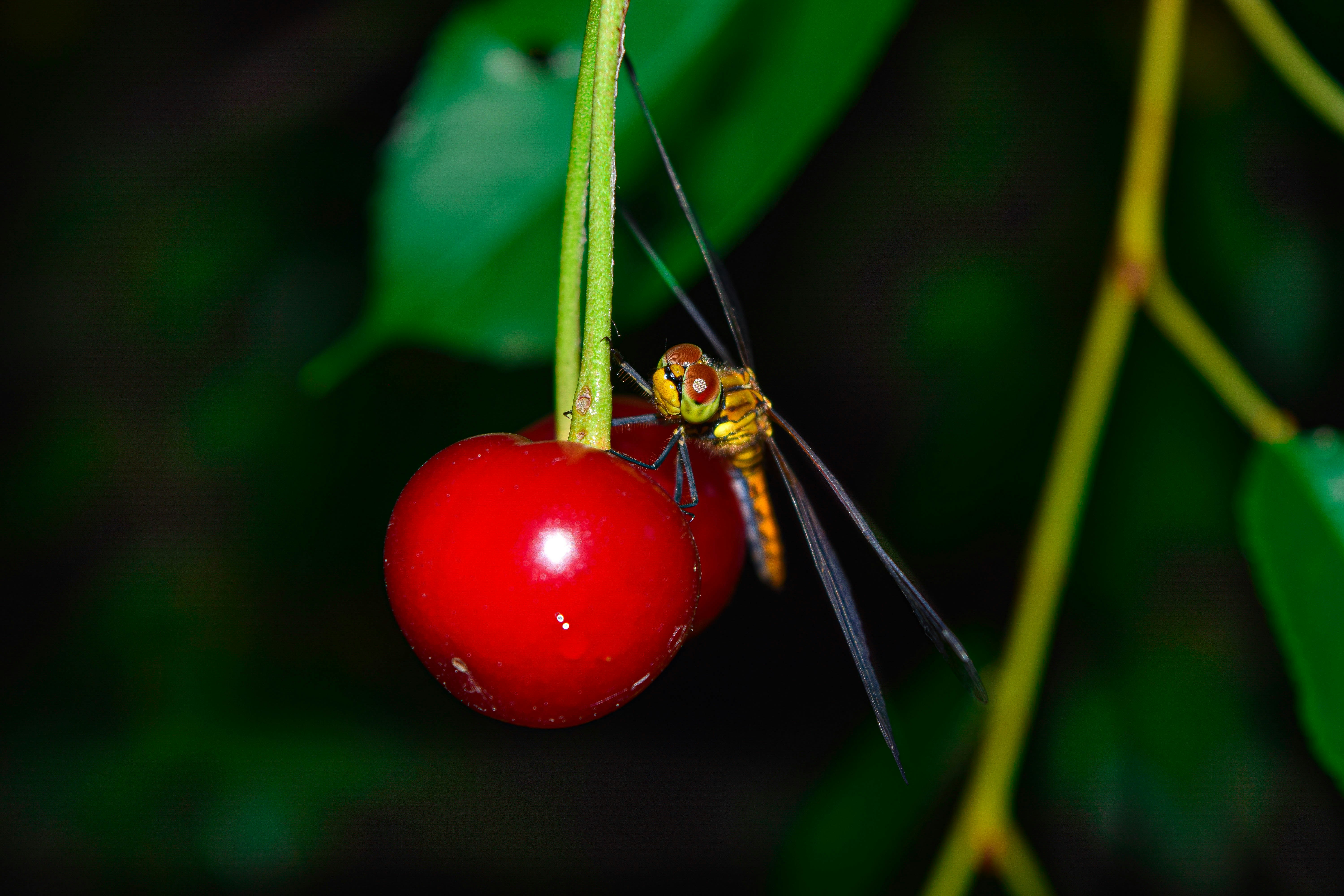 Red Cherry Anchor: A Hovering Insect at the Fruit’s Edge