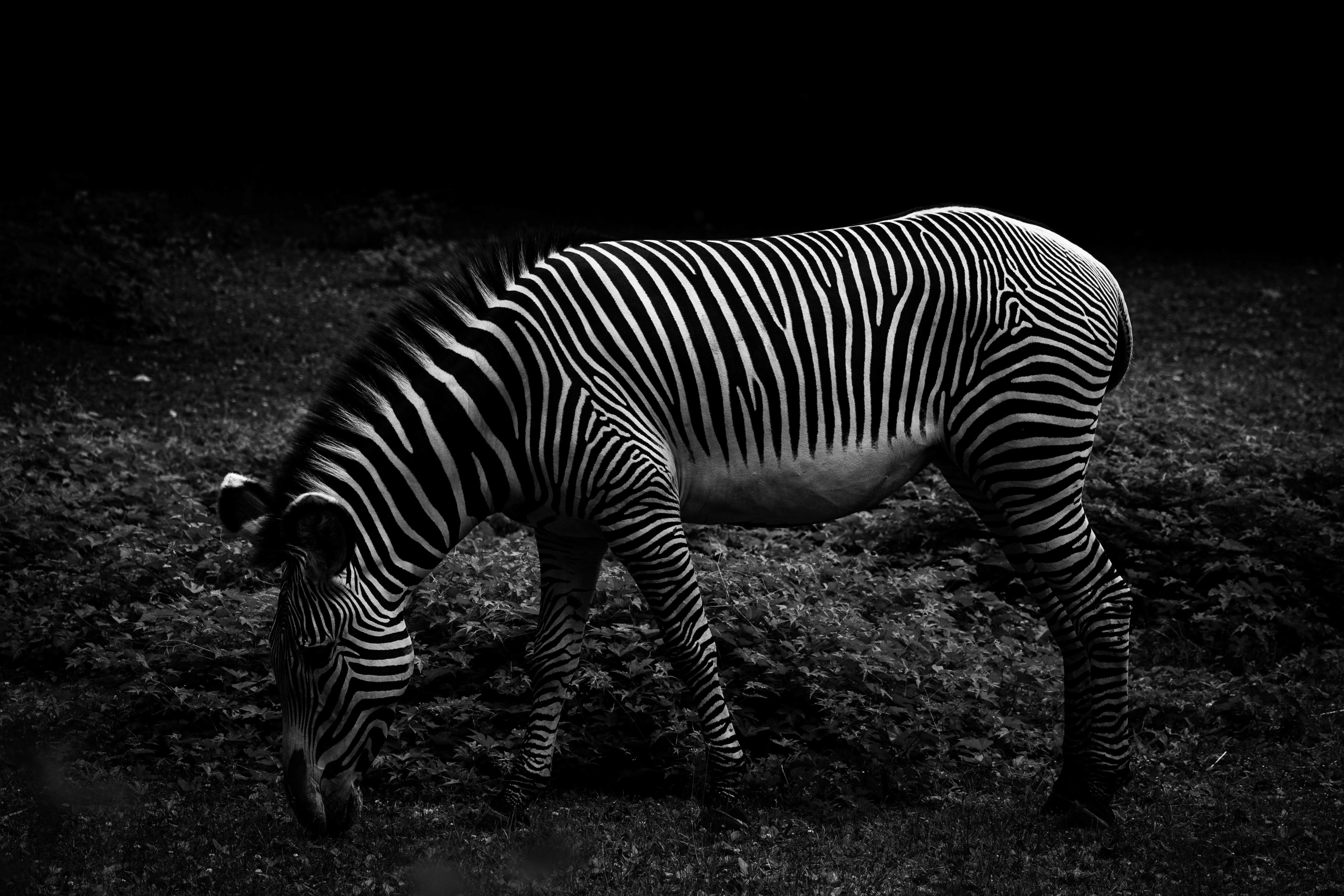 14 Fascinating Facts About Zebras and Their Stripes - Animals Around ...