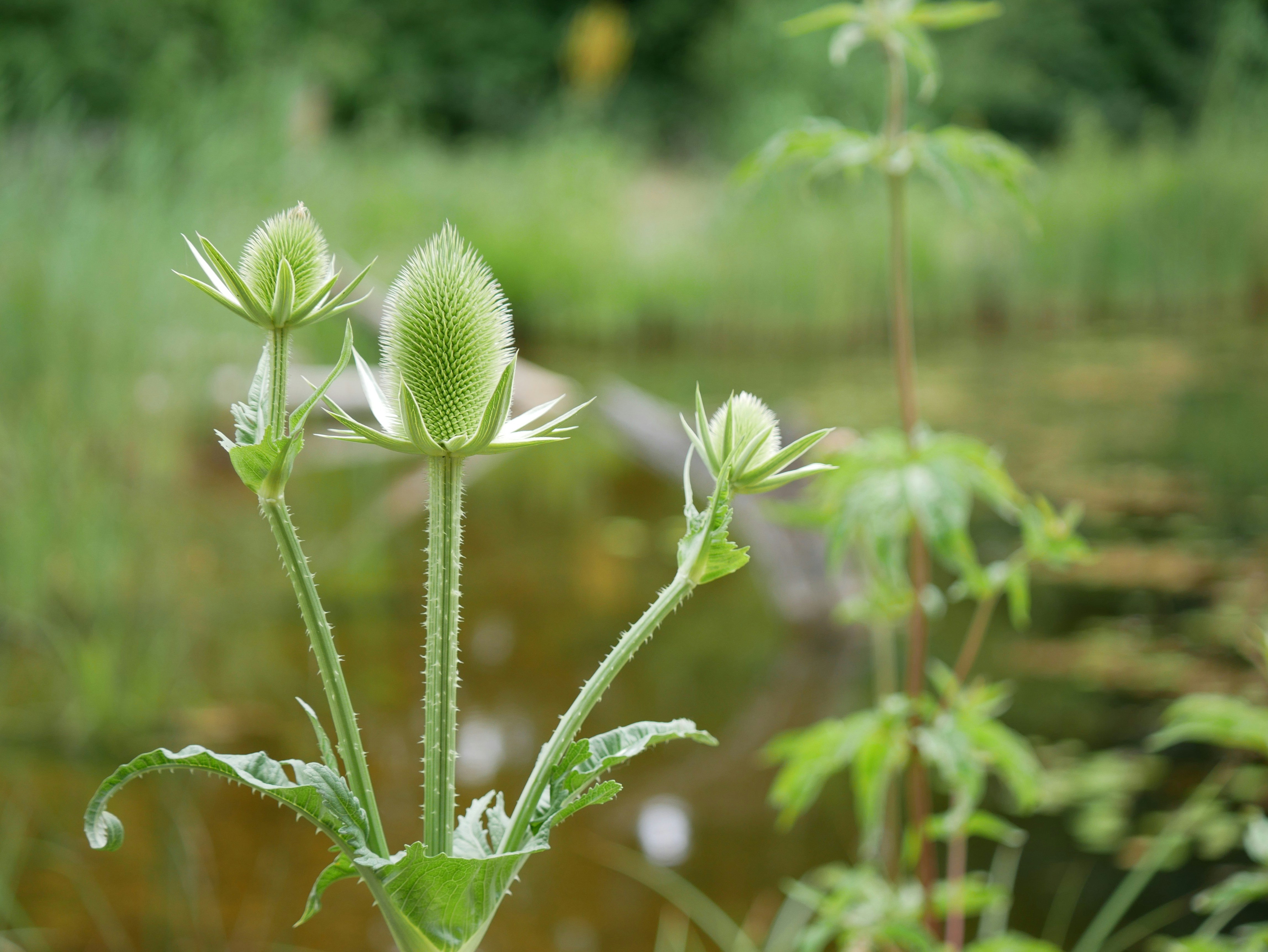 Prickly crown of wild teasel against a tranquil pond