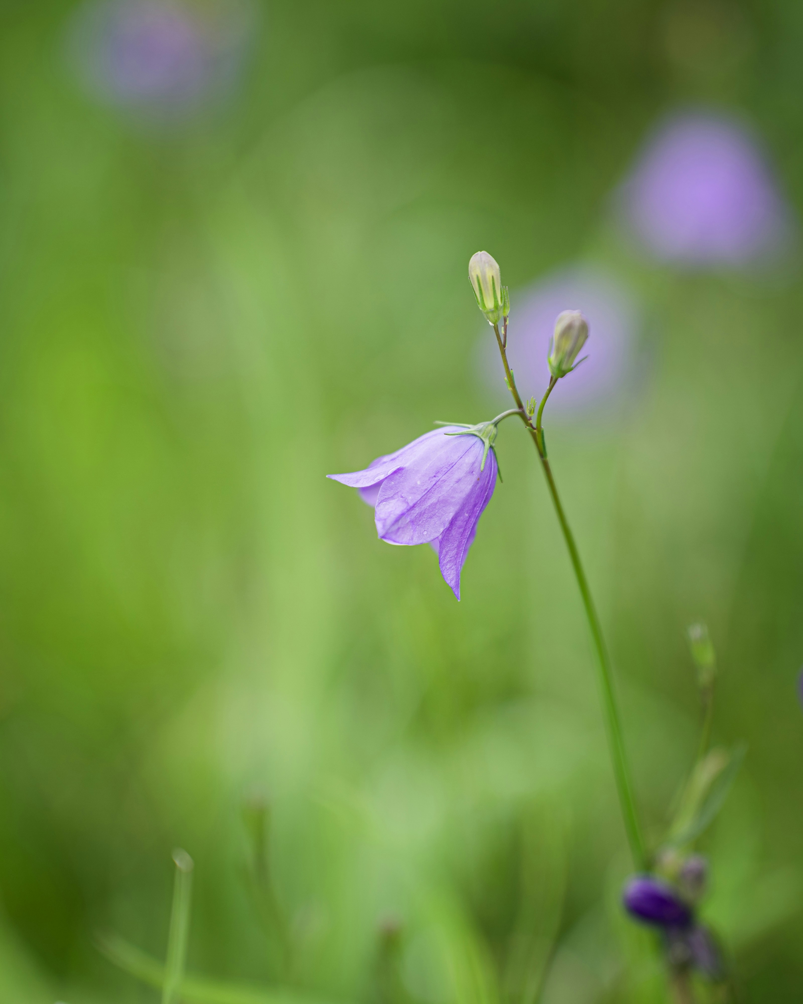 A solitary purple flower stands gracefully amidst a blurred green backdrop, symbolizing the essence of spring's renewal.