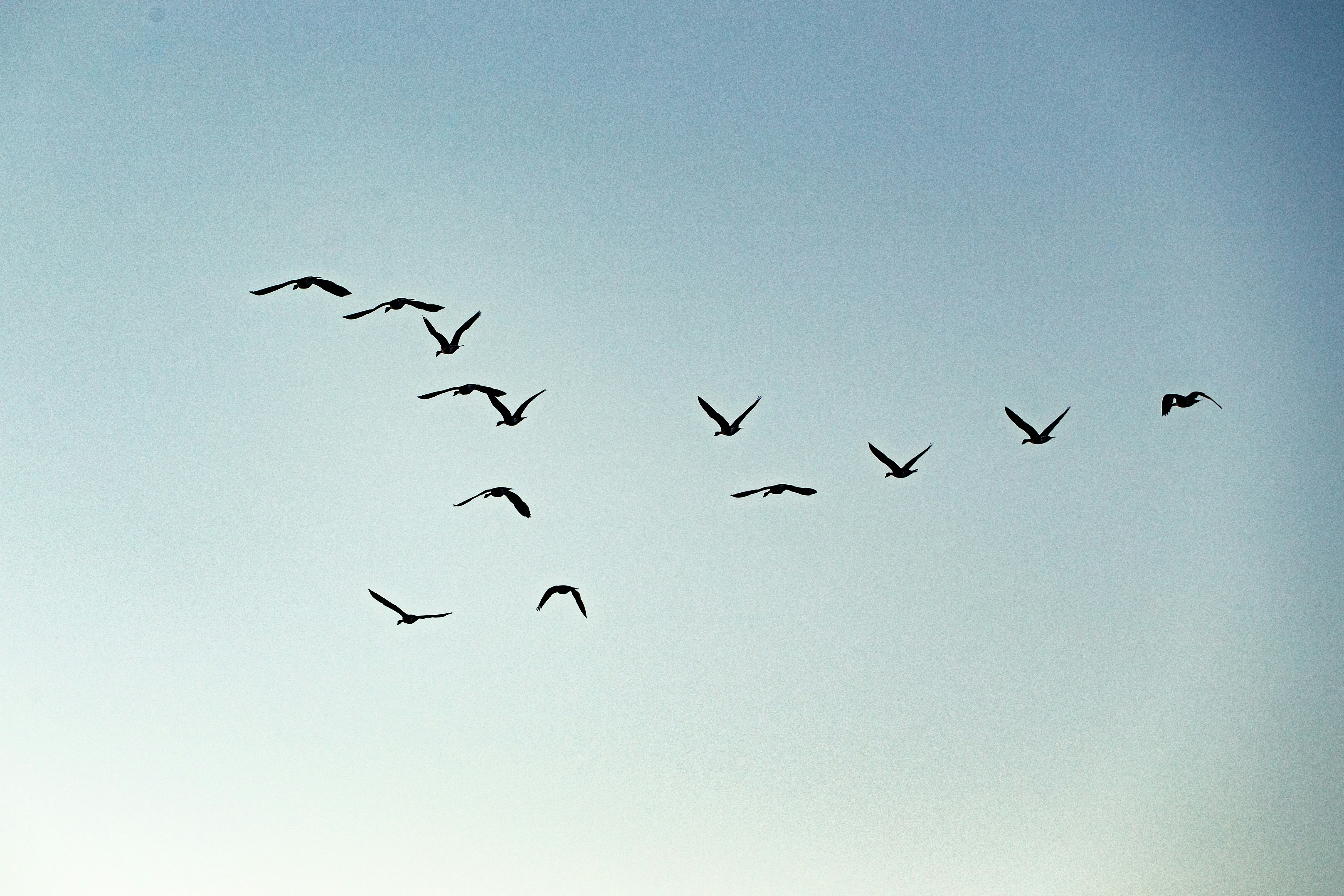 Flock of birds flying across a clear blue sky.