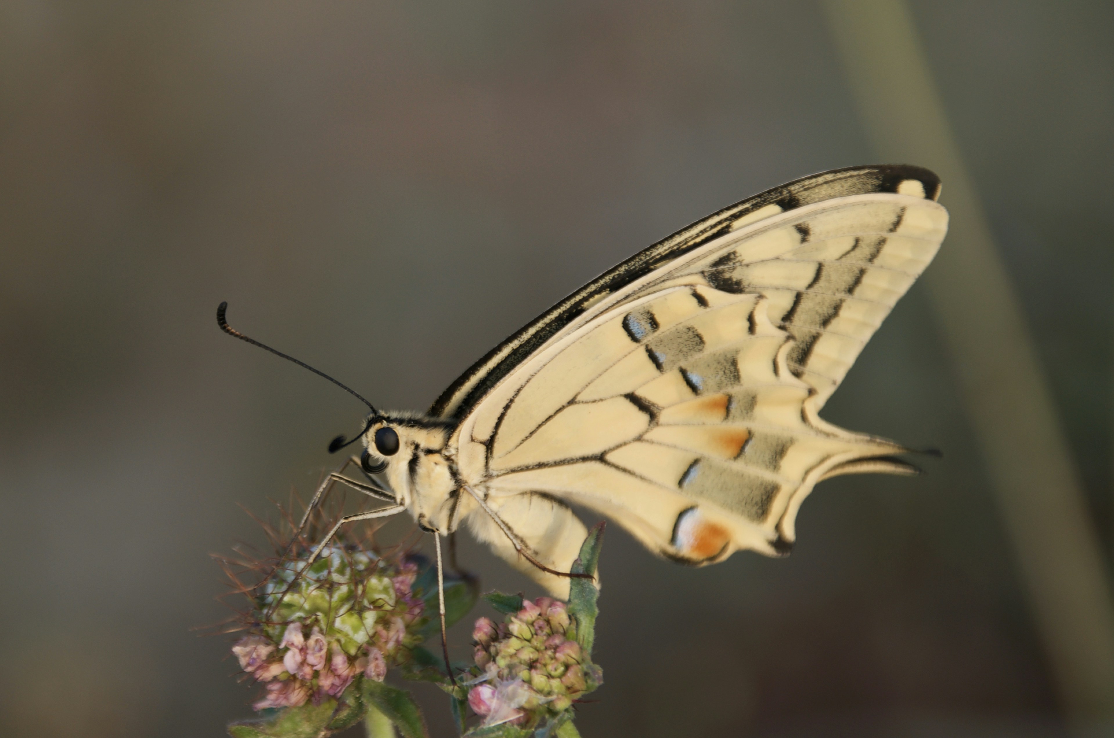 Whispering wings on a pink bloom: a pale swallowtail in soft light