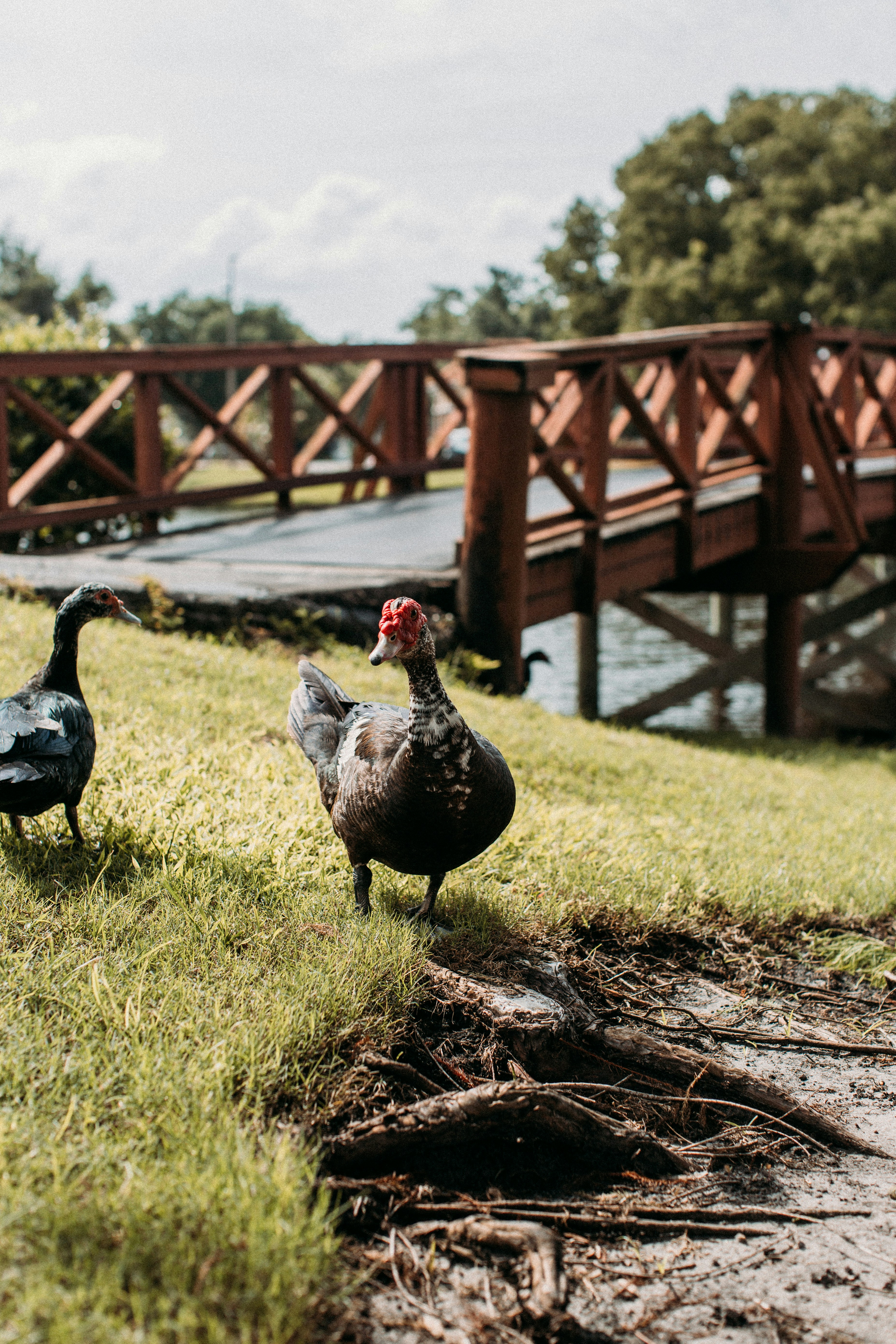 Red-Headed Muscovy by the Riverside Bridge