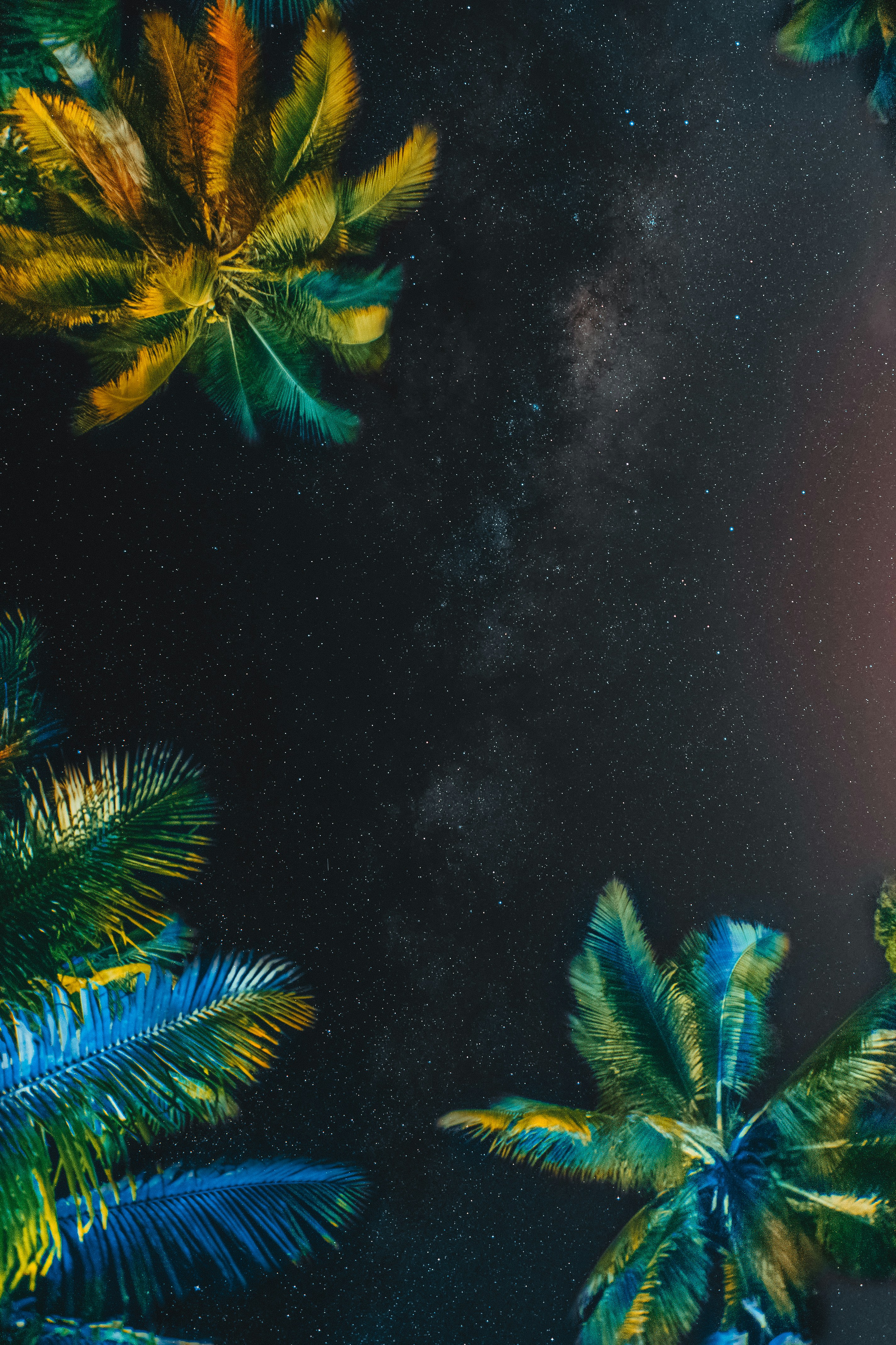 Palm trees illuminated with vibrant colors against a starry night sky.