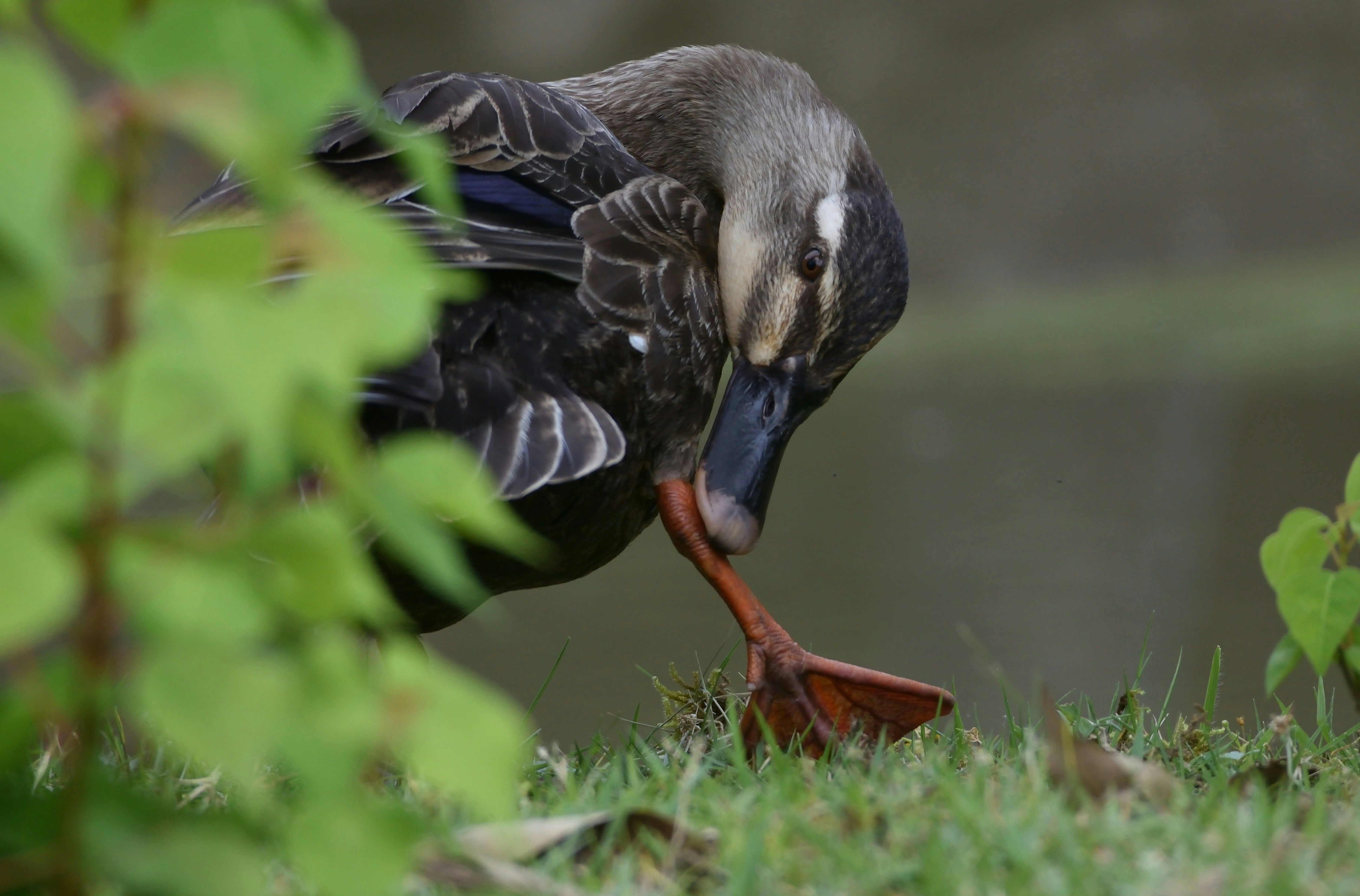 A duck foraging on the grass, examining its surroundings with curiosity. The image captures the intricate details of its feathers and the lush greenery.