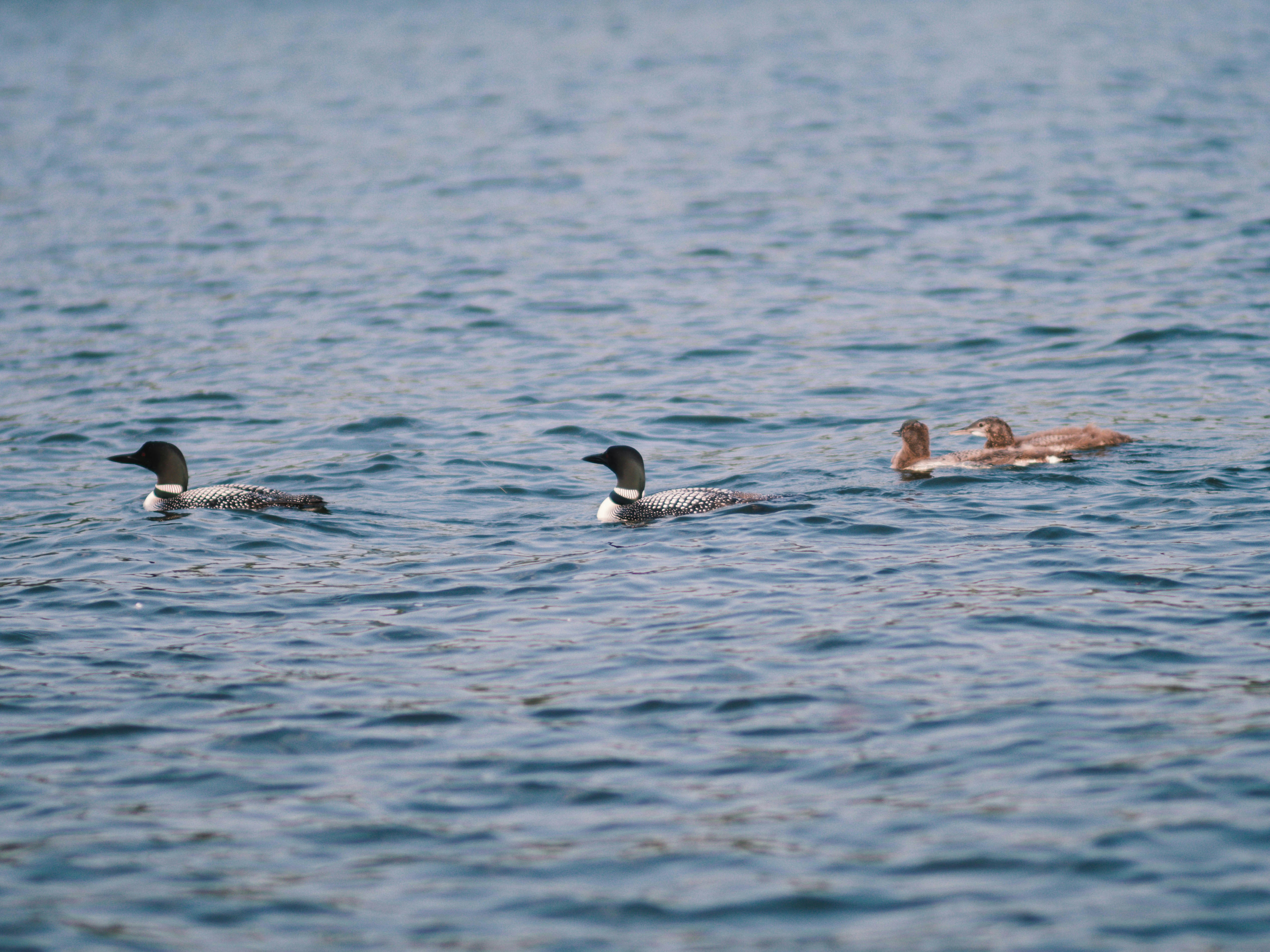 Two common loons swim gracefully alongside a pair of ducks in a serene lake setting. Rippling water reflects the tranquility of nature.