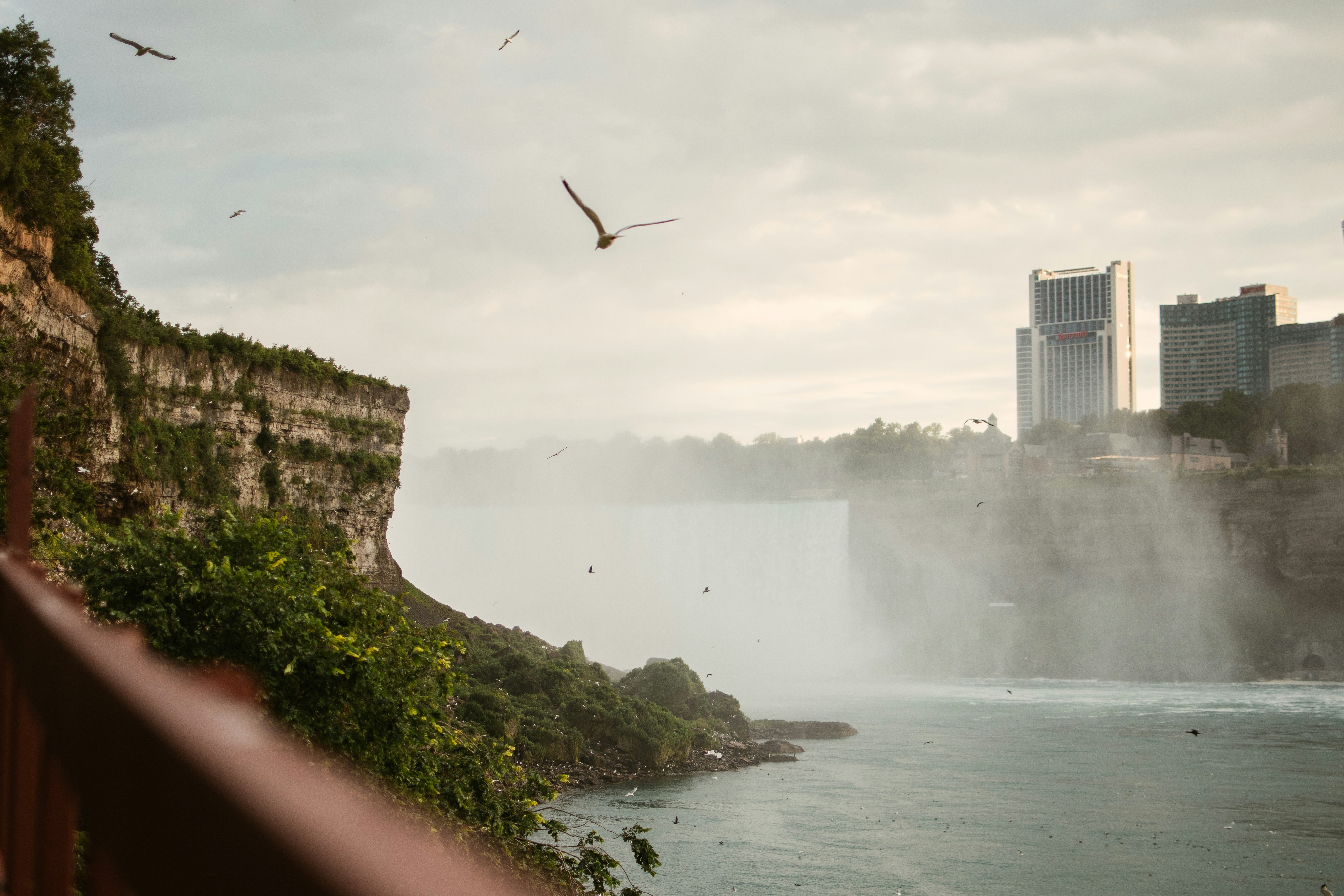 Mist over the Gorge: Seabirds, Cliff, and City Lights