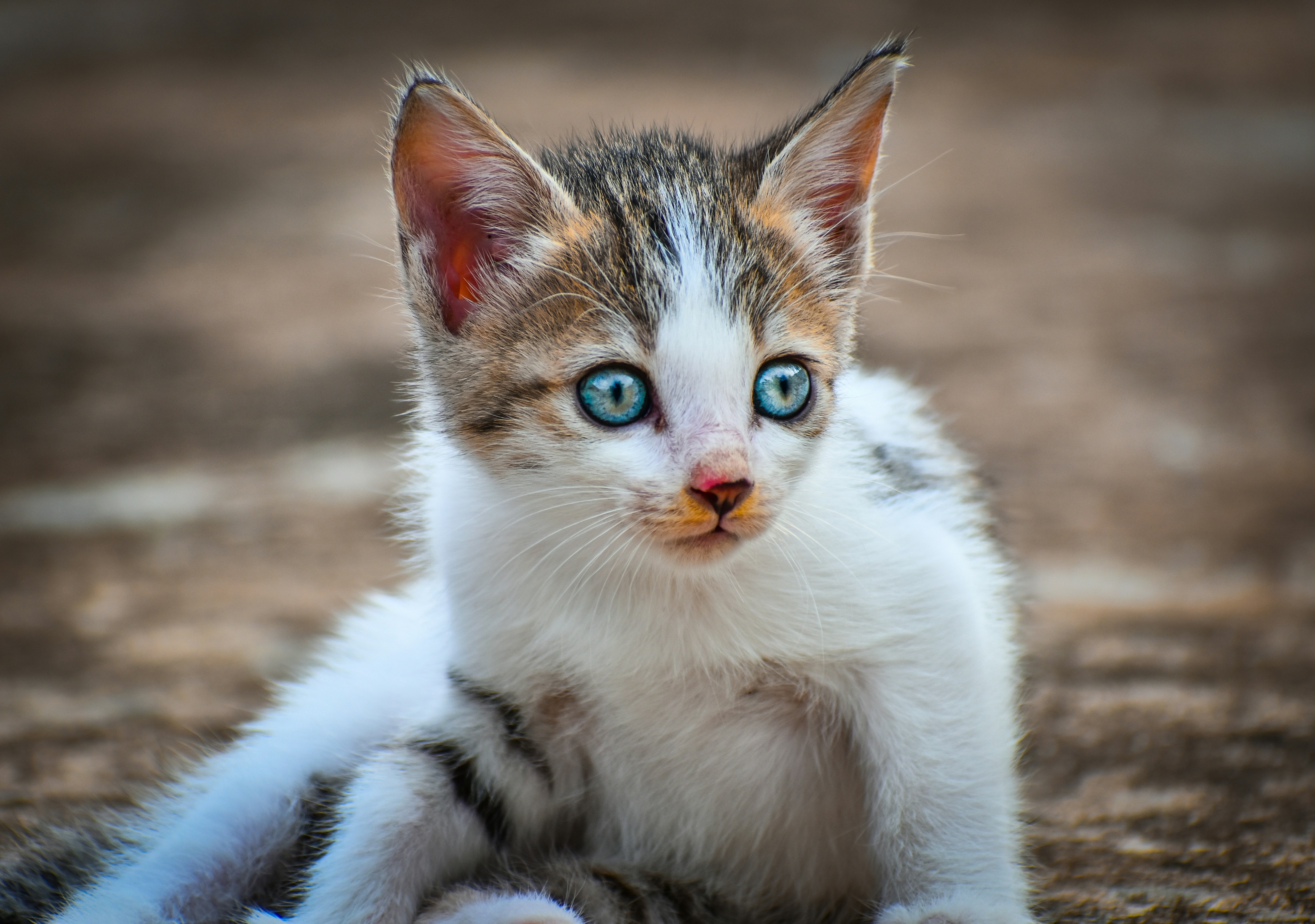 A playful kitten with striking blue eyes lounges on a textured surface, exuding a sense of curiosity and charm.