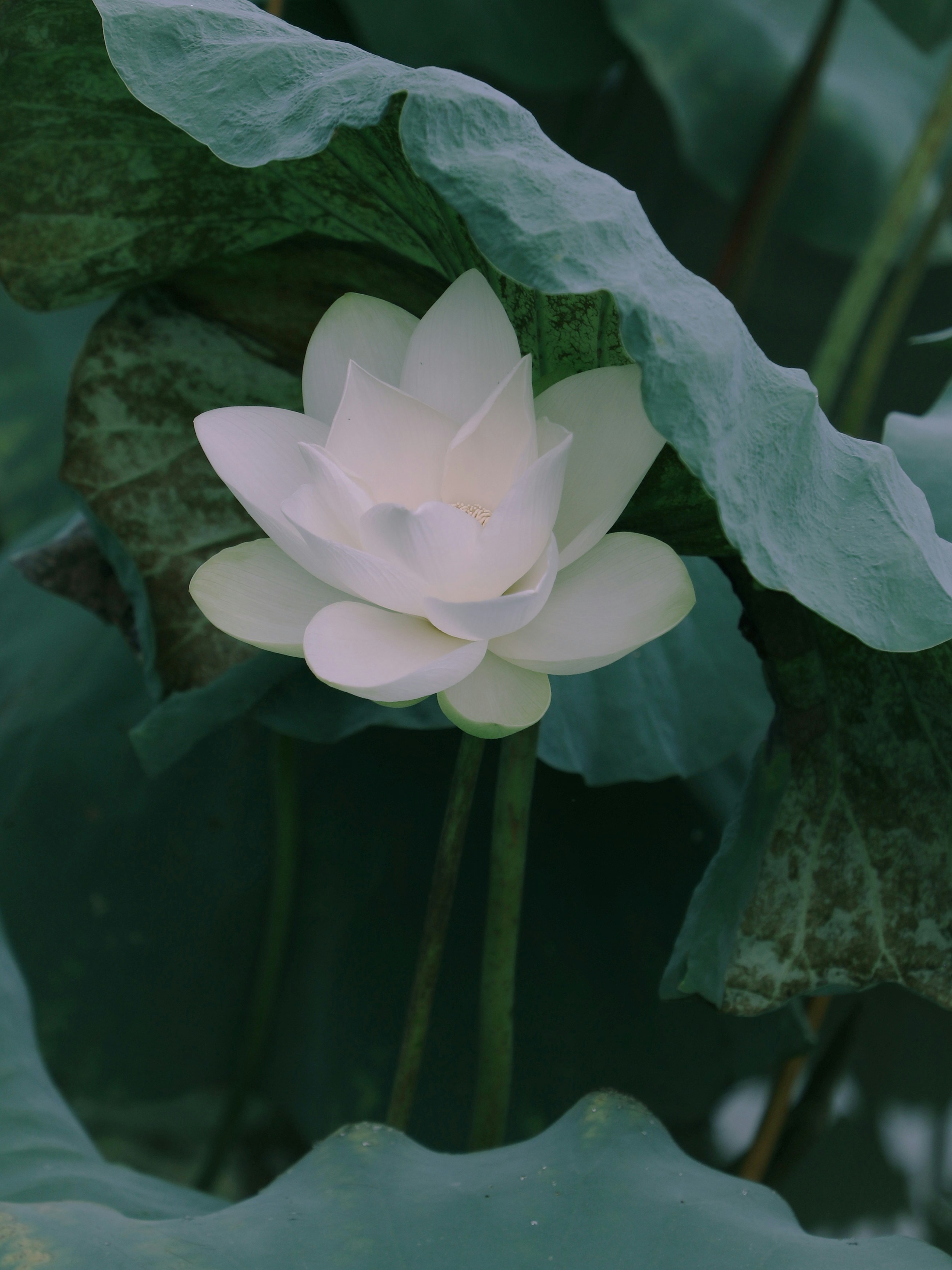Whispering White Lotus: Serenity Amid Green Veils