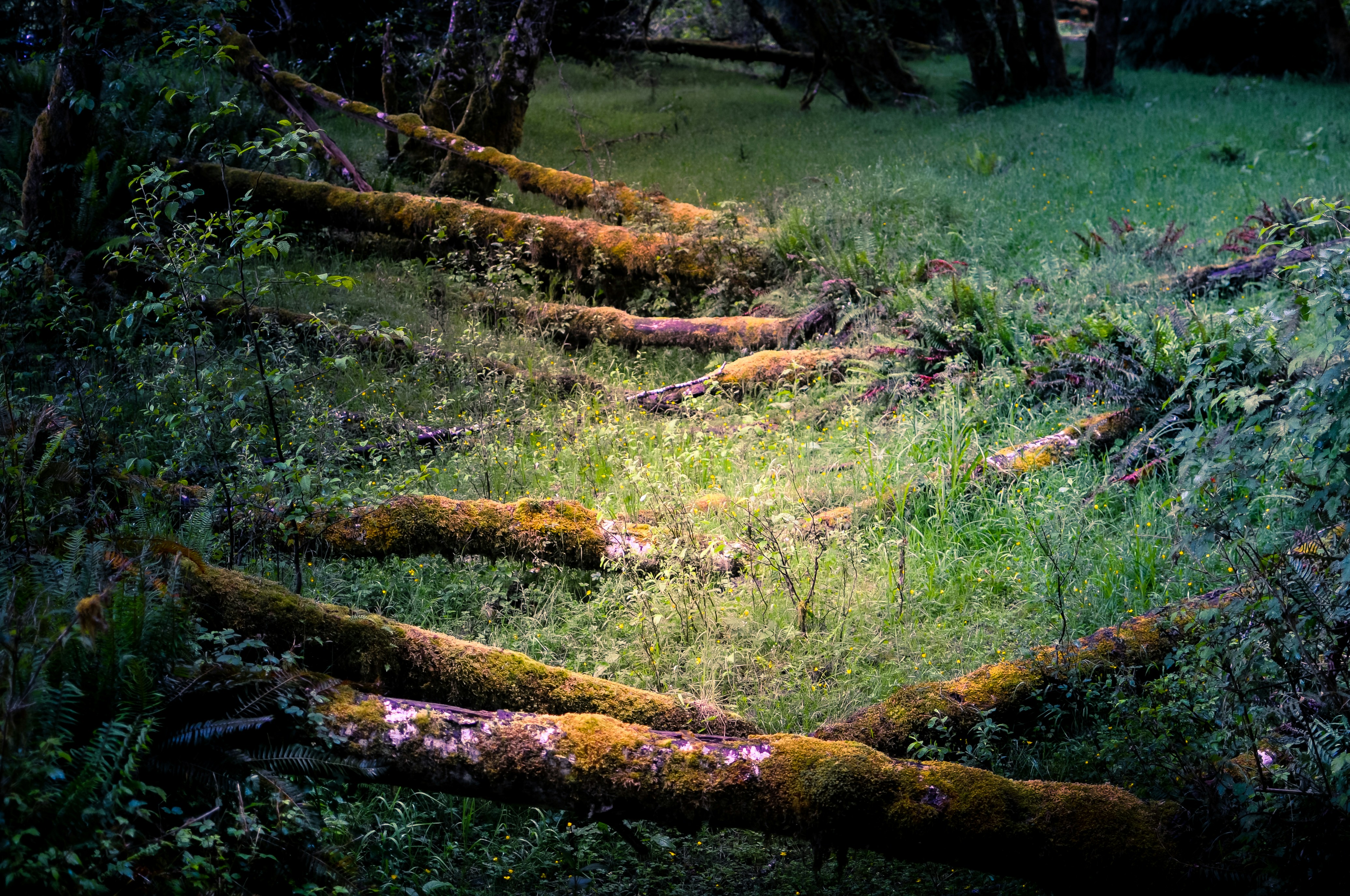 Moss-covered logs scattered across a lush green forest floor, illuminated by soft light, creating a serene woodland atmosphere.