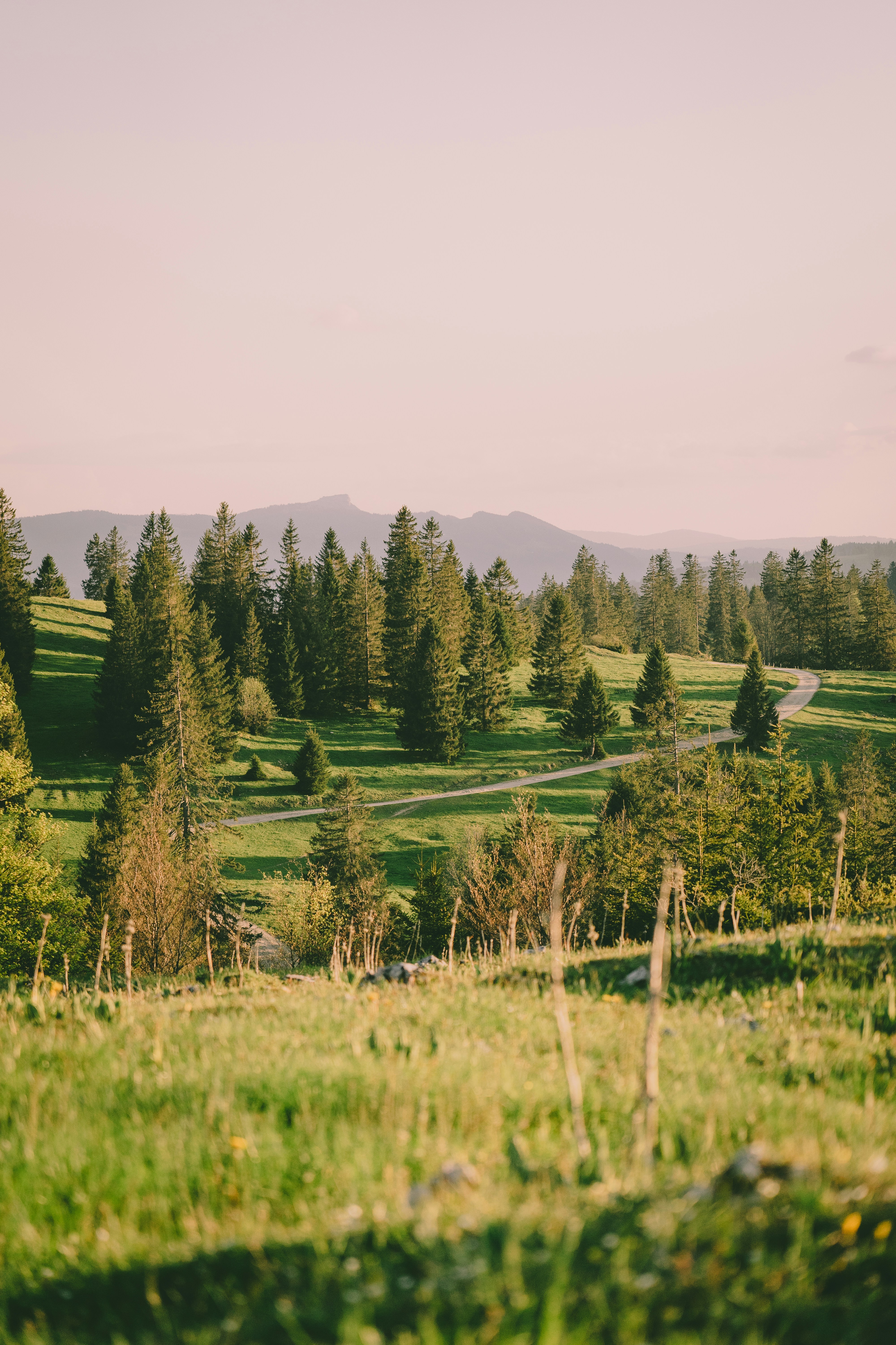 green grass field near green trees under white sky during daytime