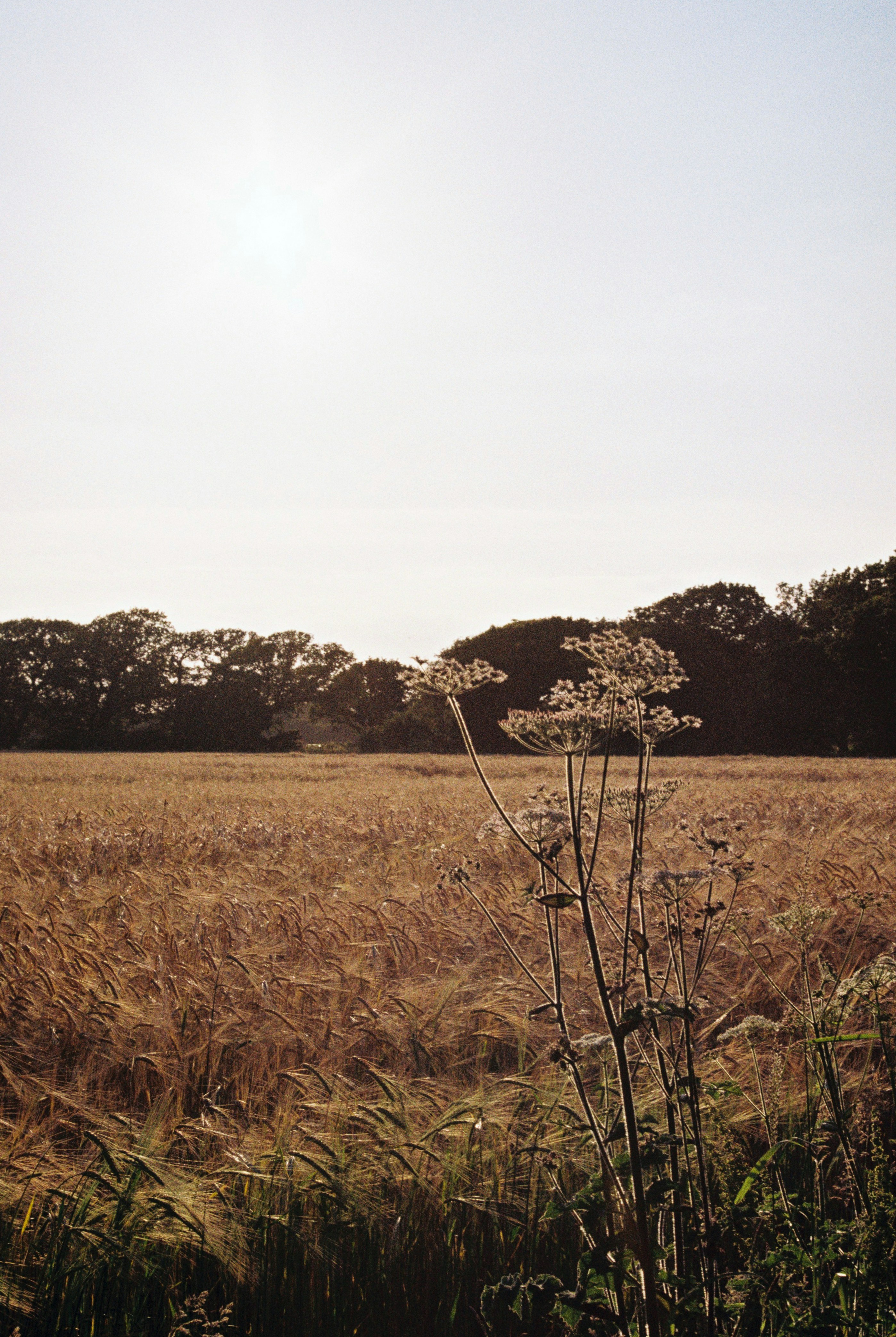 The Silent Umbel: A Wildflower Reaches Through a Golden Prairie