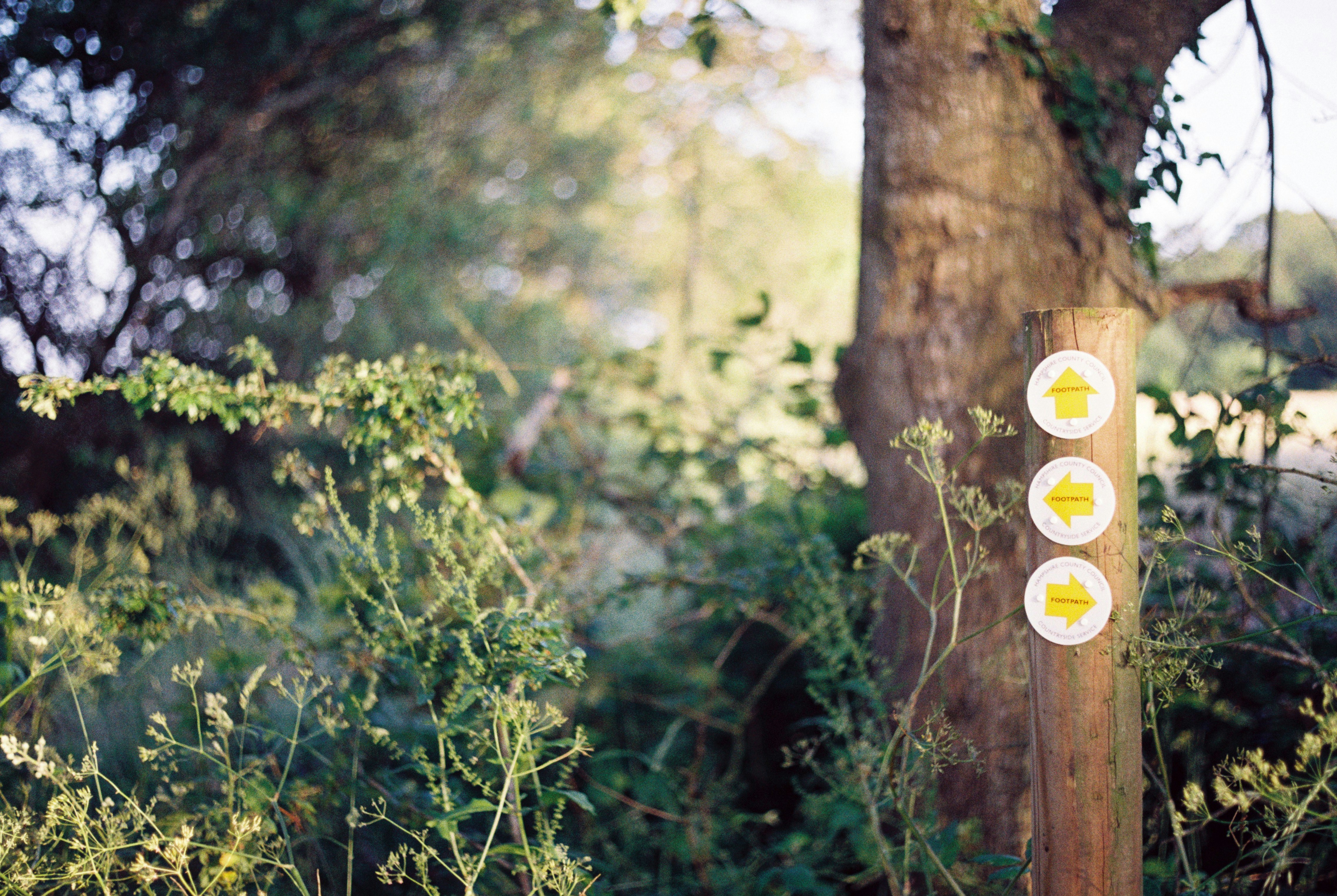 Three Arrow Trail Sign in a Quiet, Dappled Woodland