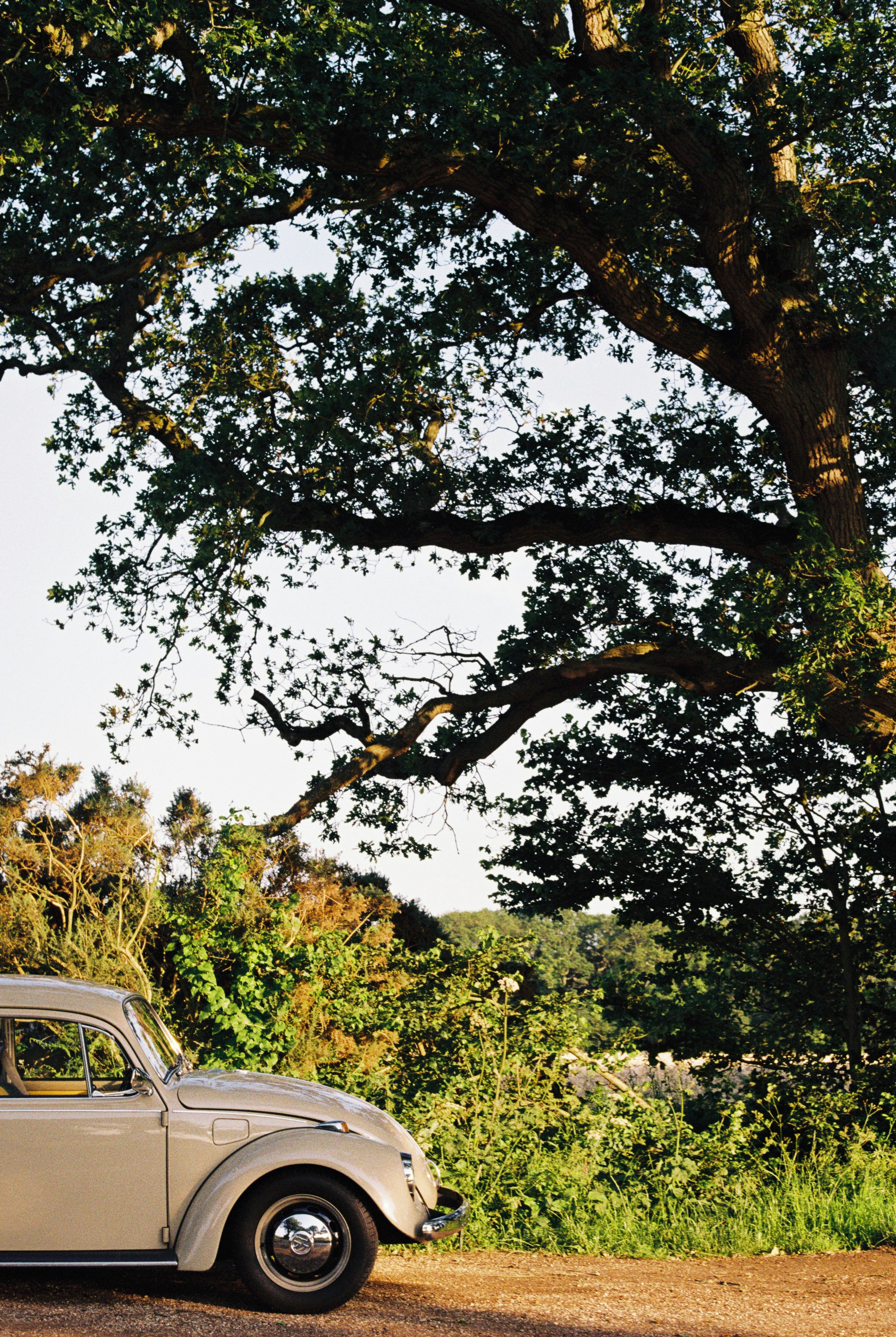 Vintage sedan beneath an ancient oak at golden hour