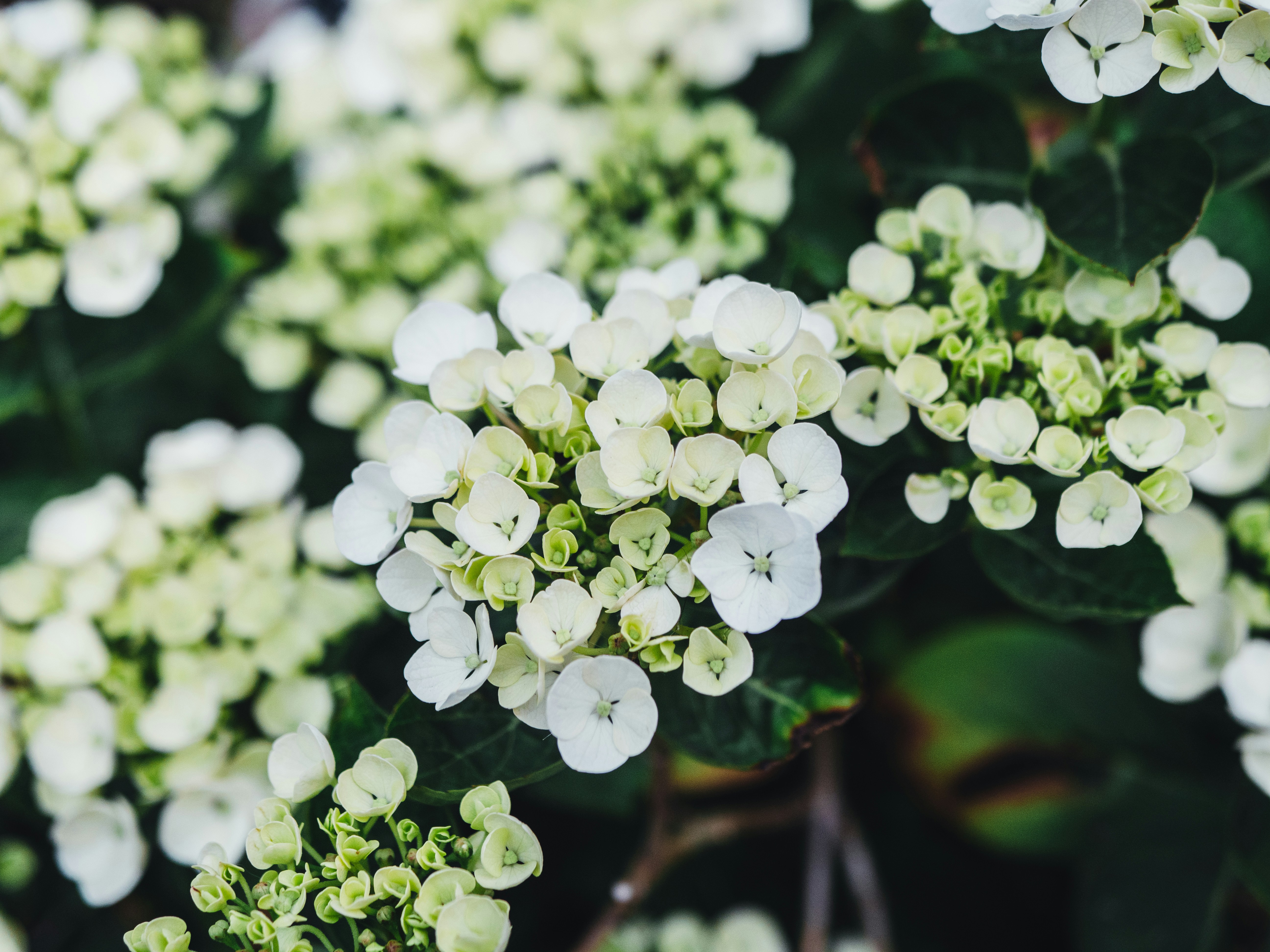 Delicate clusters of white and pale green hydrangea blossoms create a lush, vibrant backdrop in a garden setting.