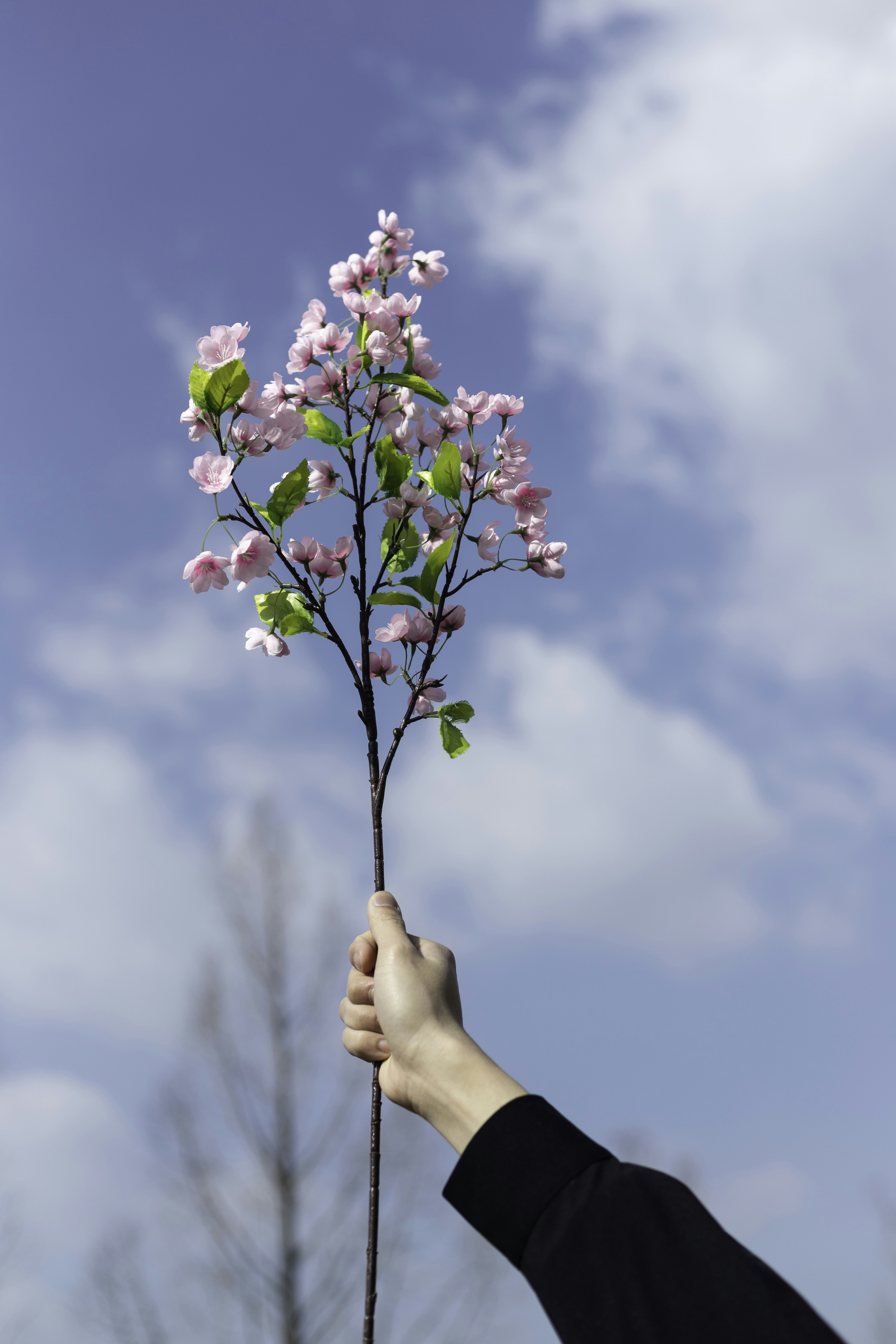 A Hand Clutching a Skyward Spray of Pink Blossoms