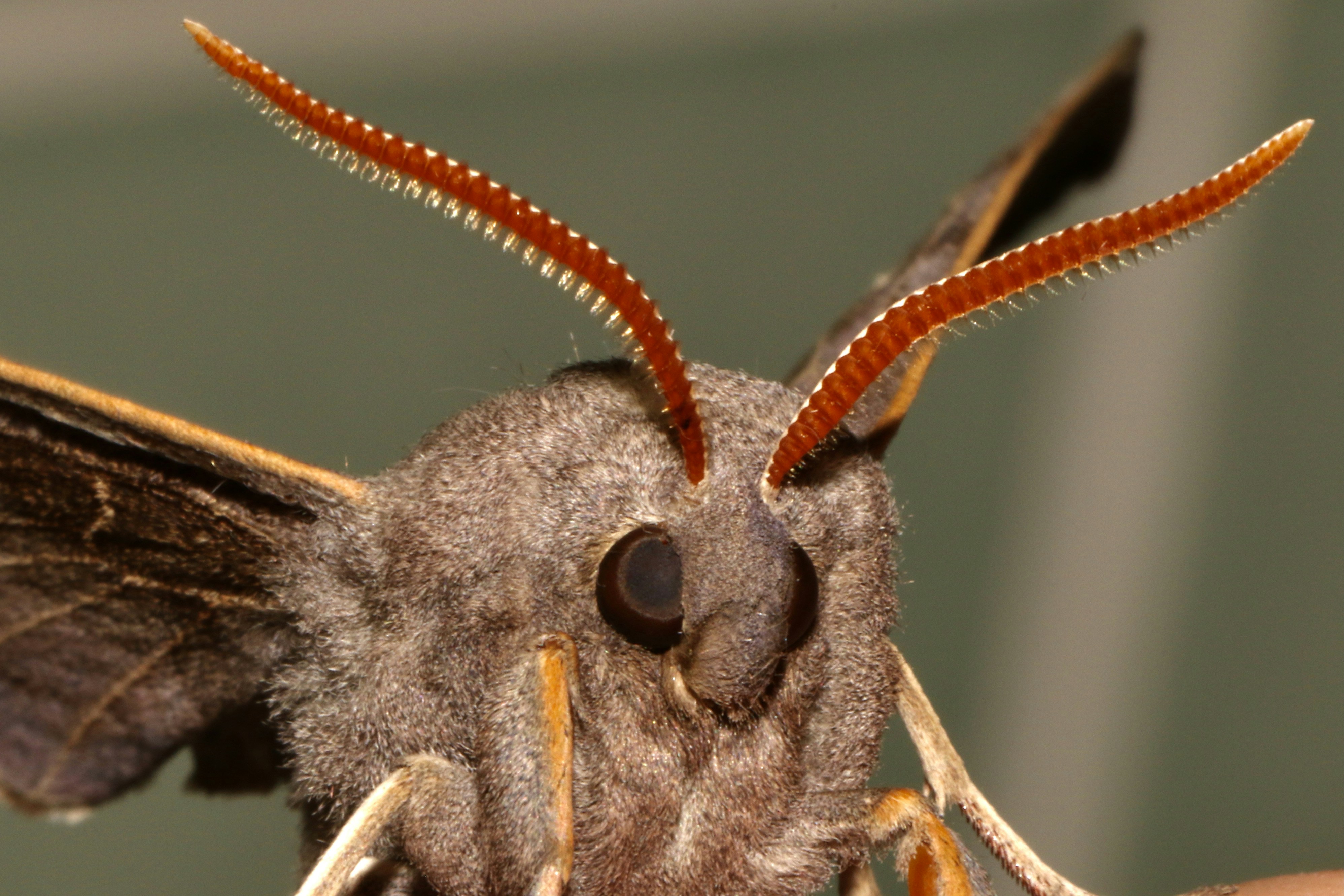 Amber Antennae Crown the Velvet Hawk Moth Face