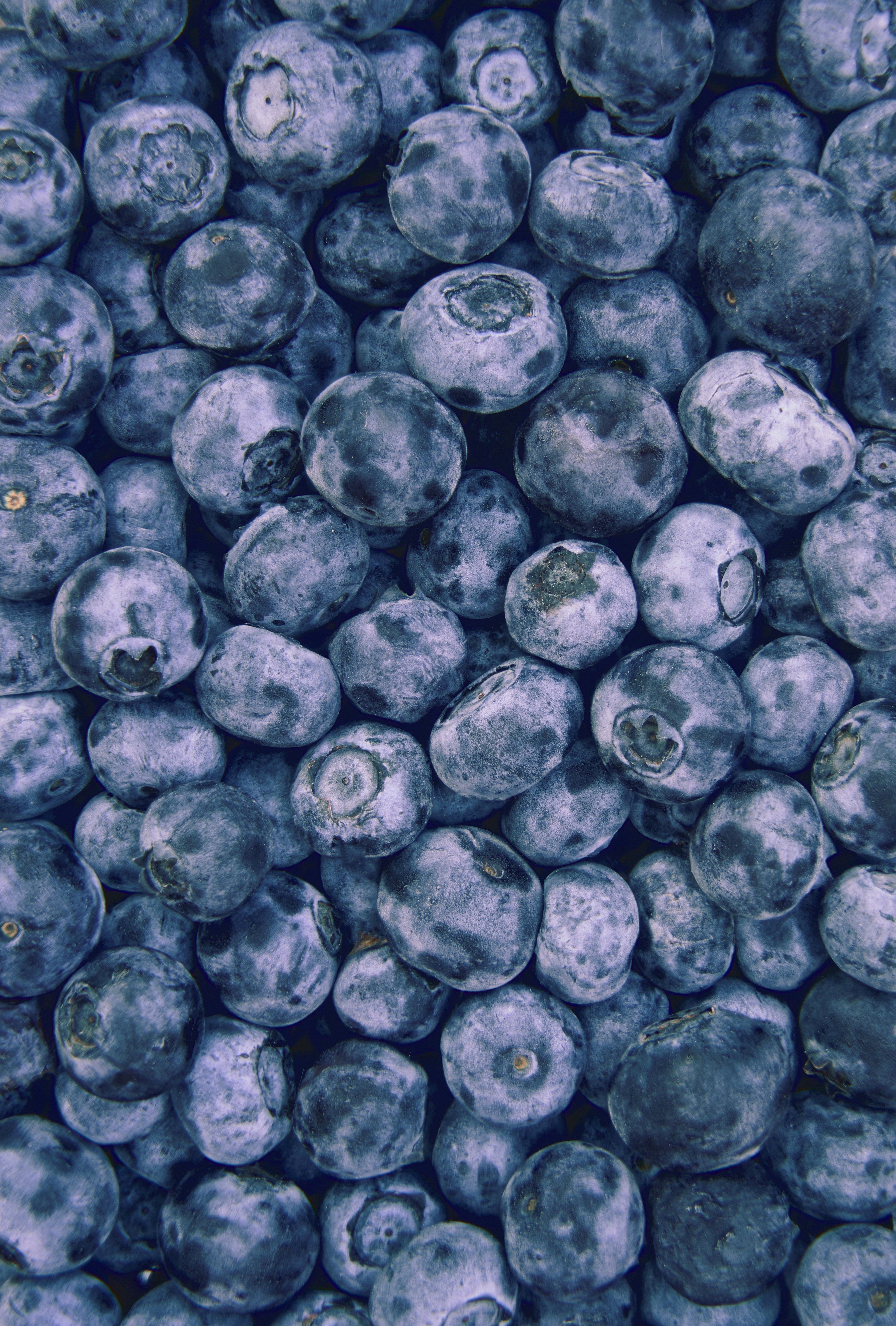 Indigo Tapestry: a close-up field of blueberries