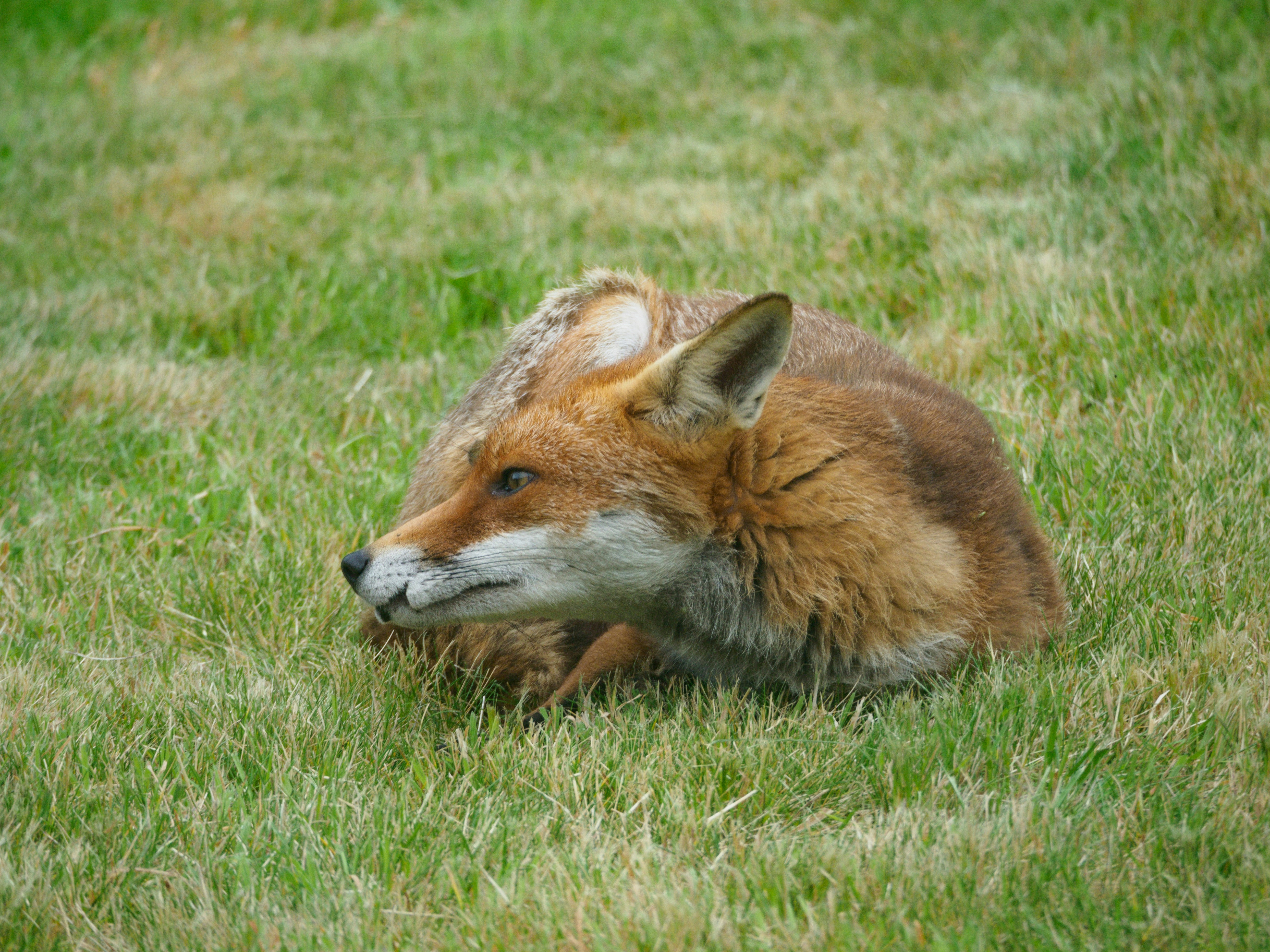 Brown fox on green grass field during daytime photo – Free Animal Image ...