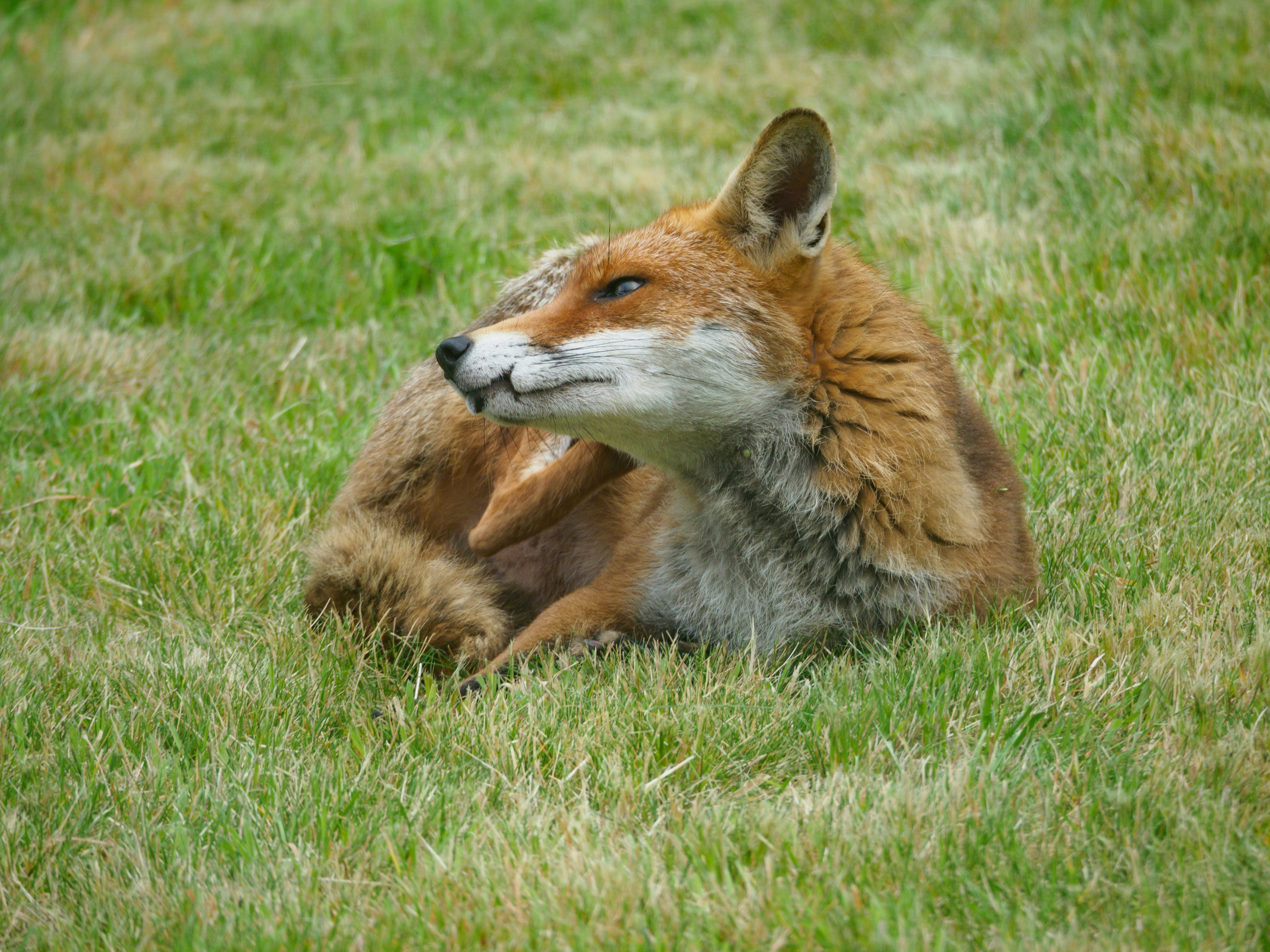 Brown fox lying on green grass during daytime photo – Free Kit fox ...
