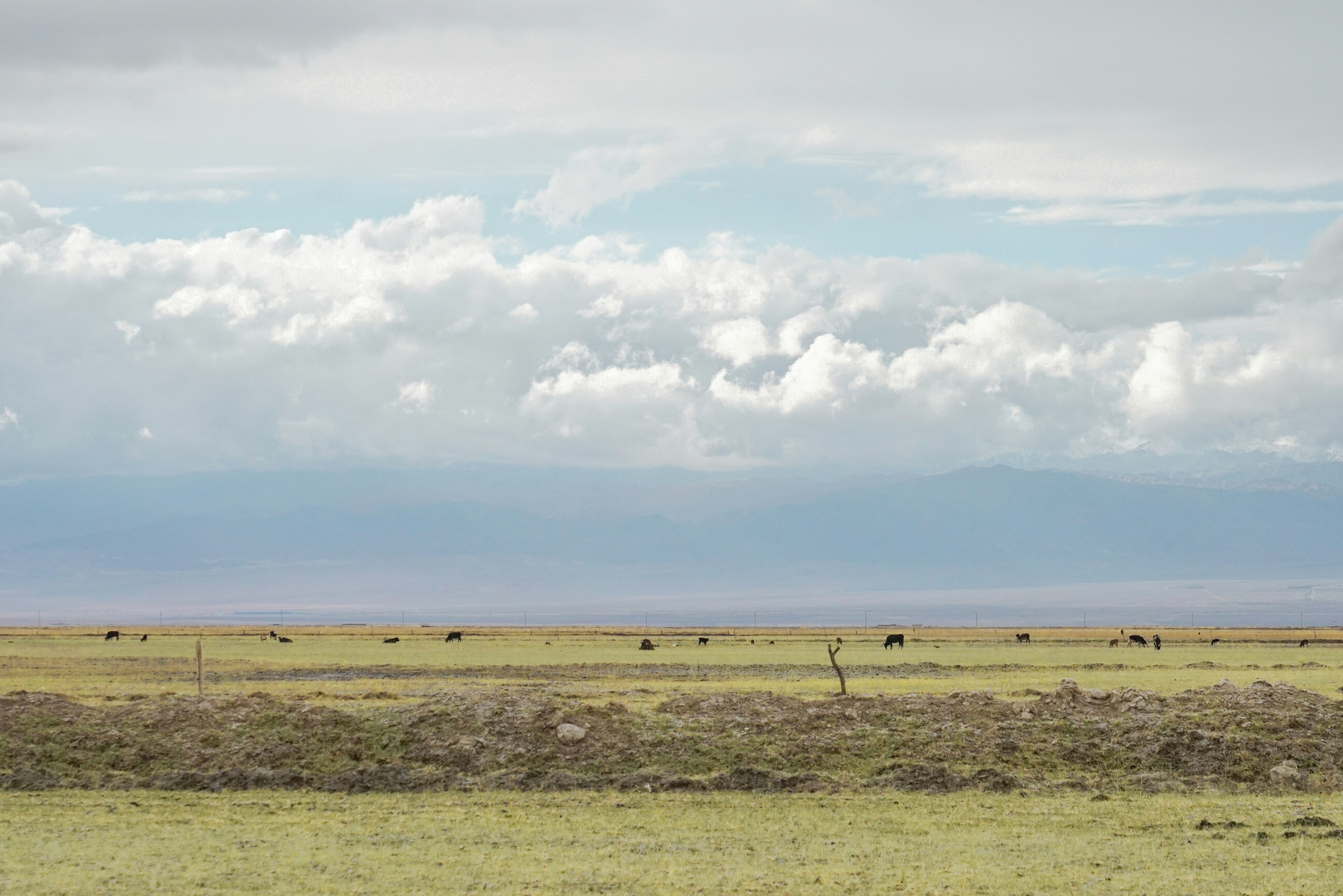 Vast grassy plains dotted with grazing cattle under a dramatic sky filled with clouds and distant mountains.