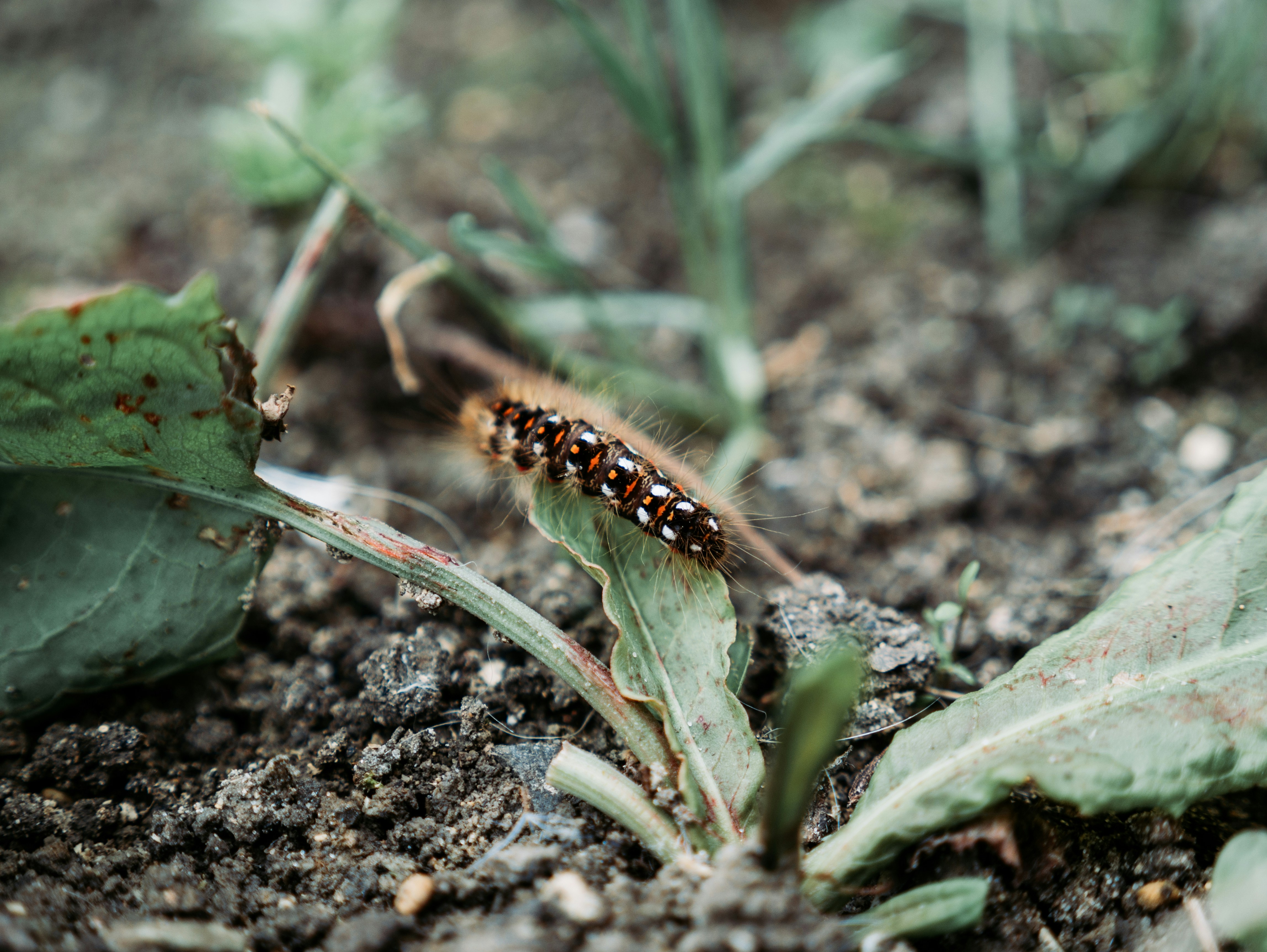 Ground-Level Portrait: A Spiky Caterpillar Traversing a Wilted Leaf