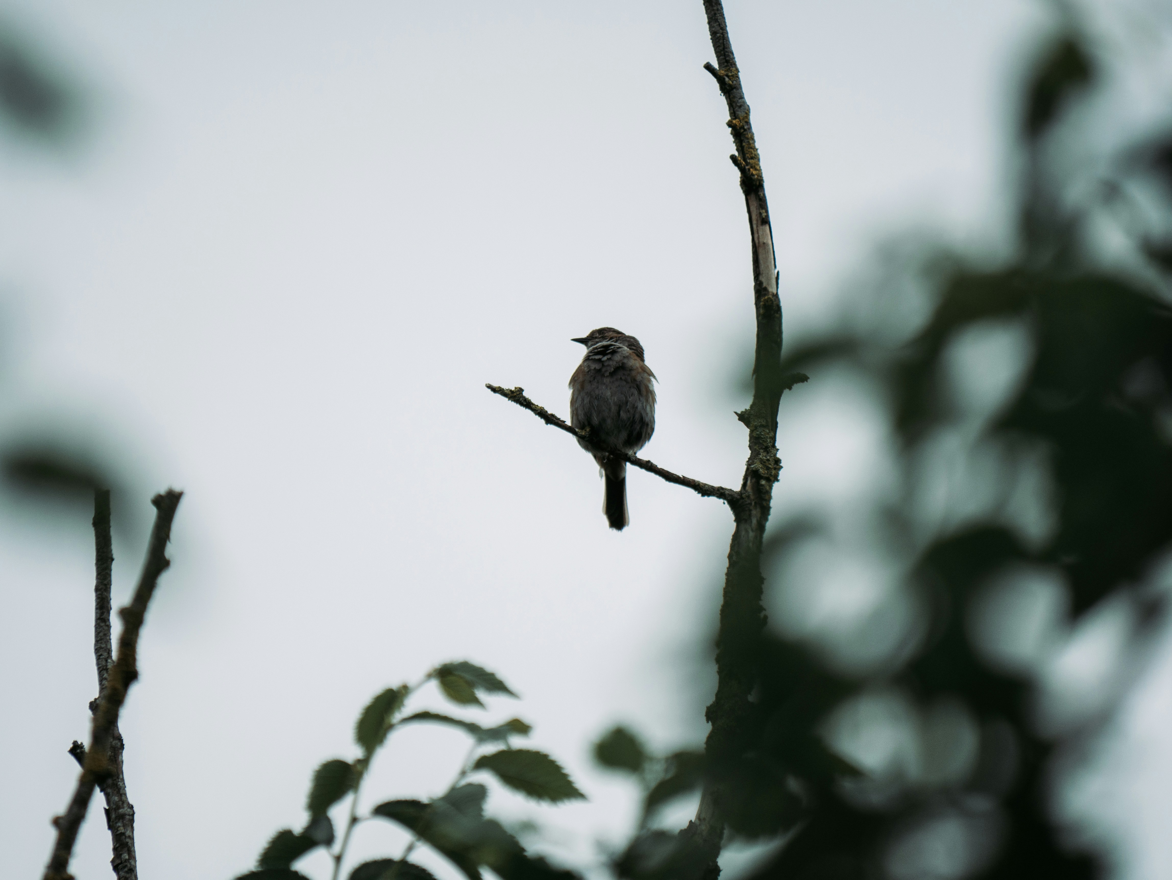 A solitary bird perched on a thin branch, surrounded by blurred foliage against a soft, overcast sky.