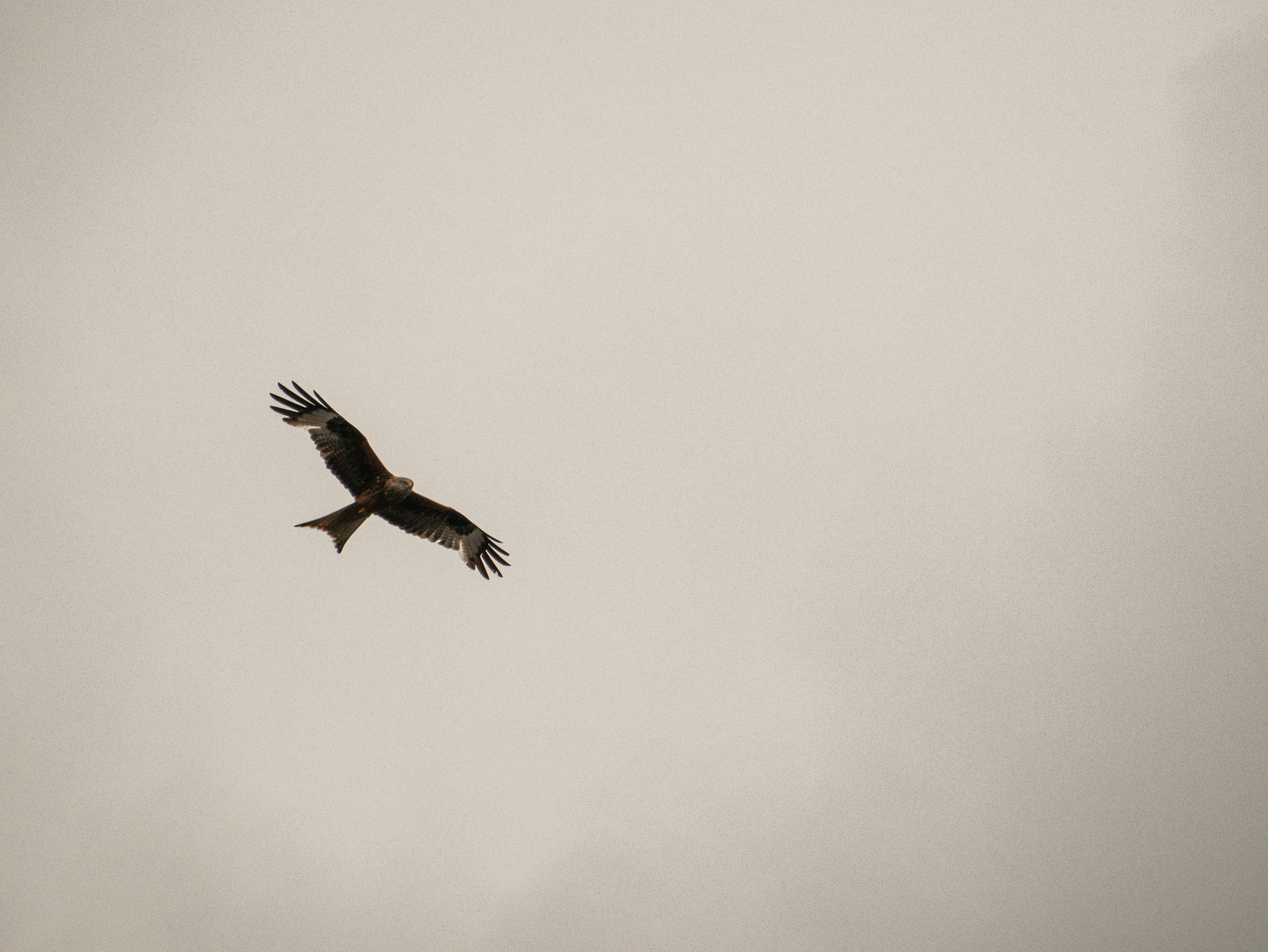 A majestic bird glides effortlessly across a muted sky, showcasing its expansive wingspan. The soft tones create a serene atmosphere.