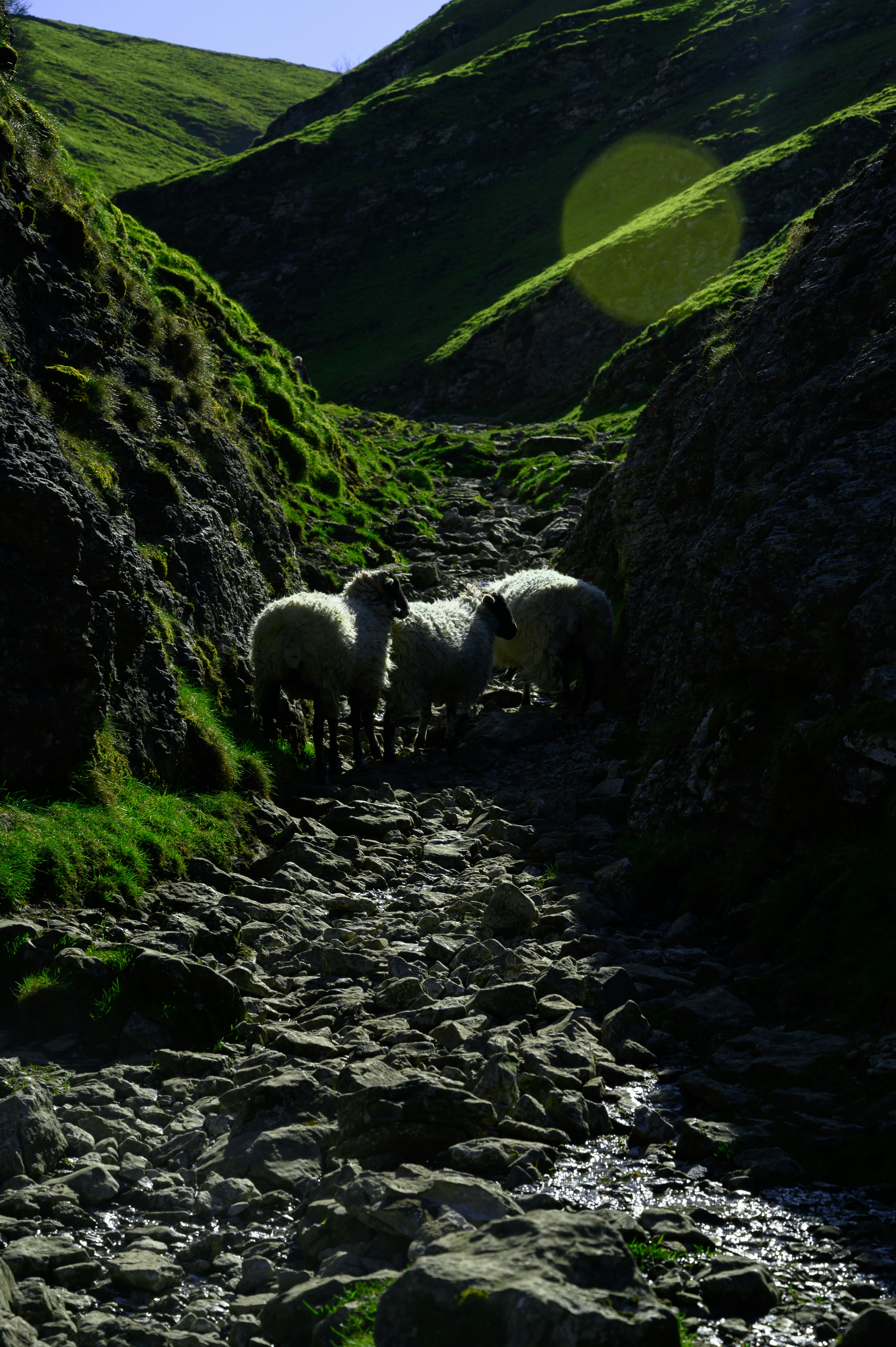 Sheep getting in the way of the trail 😂😂
