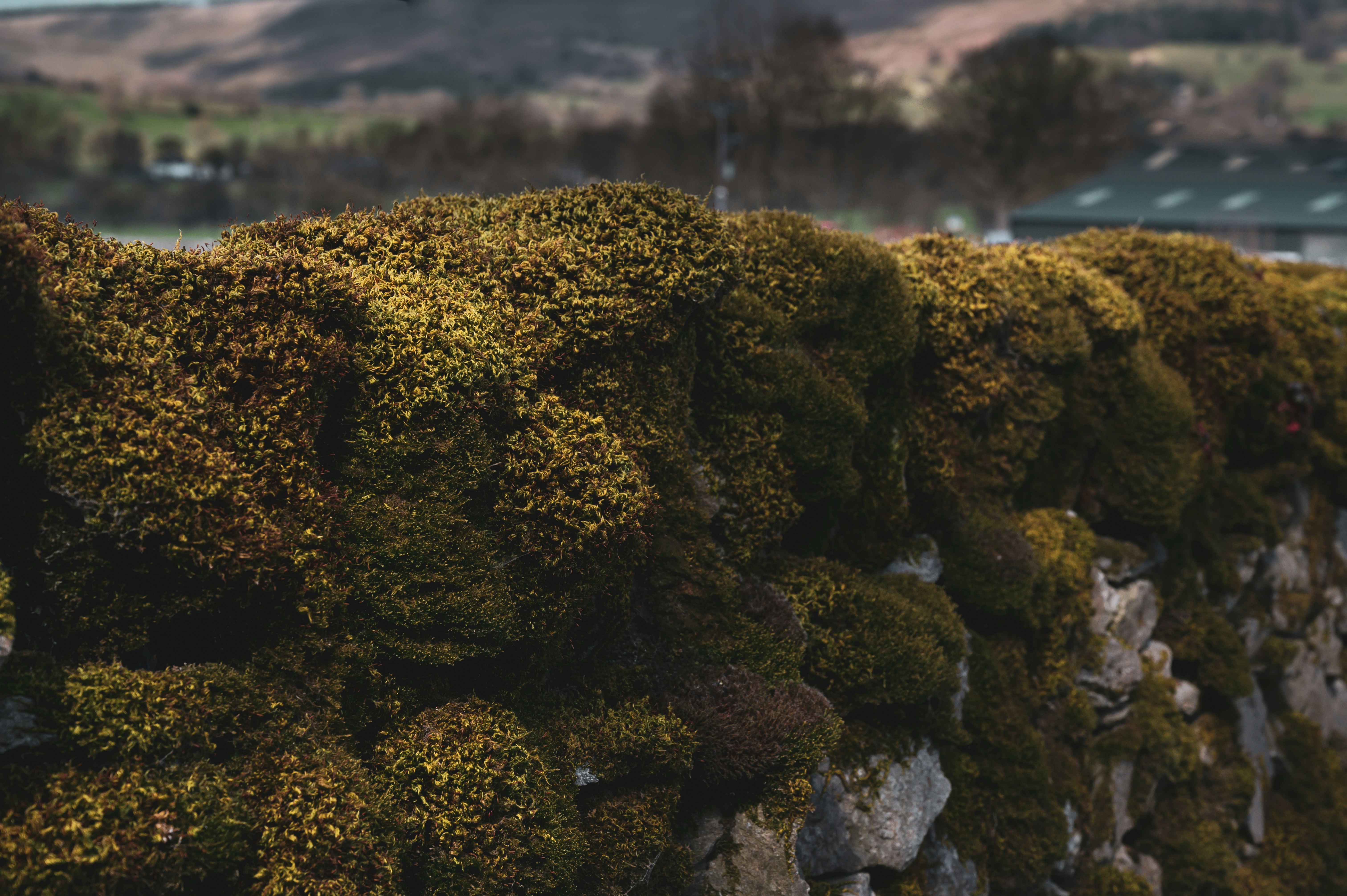Verdant Growth on Ancient Stones