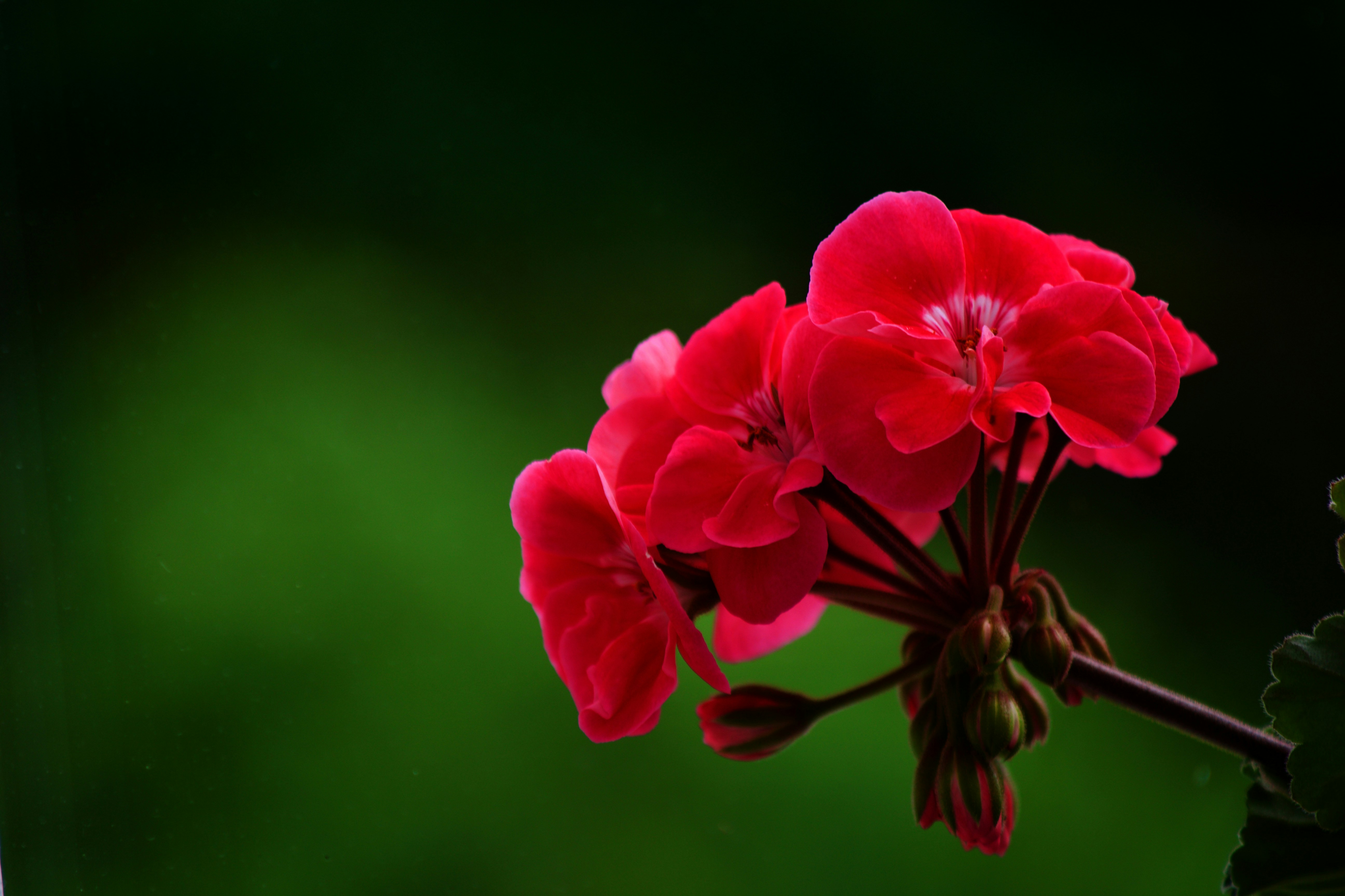 Pink Geranium Cluster in Focus Against a Soft Green Backdrop
