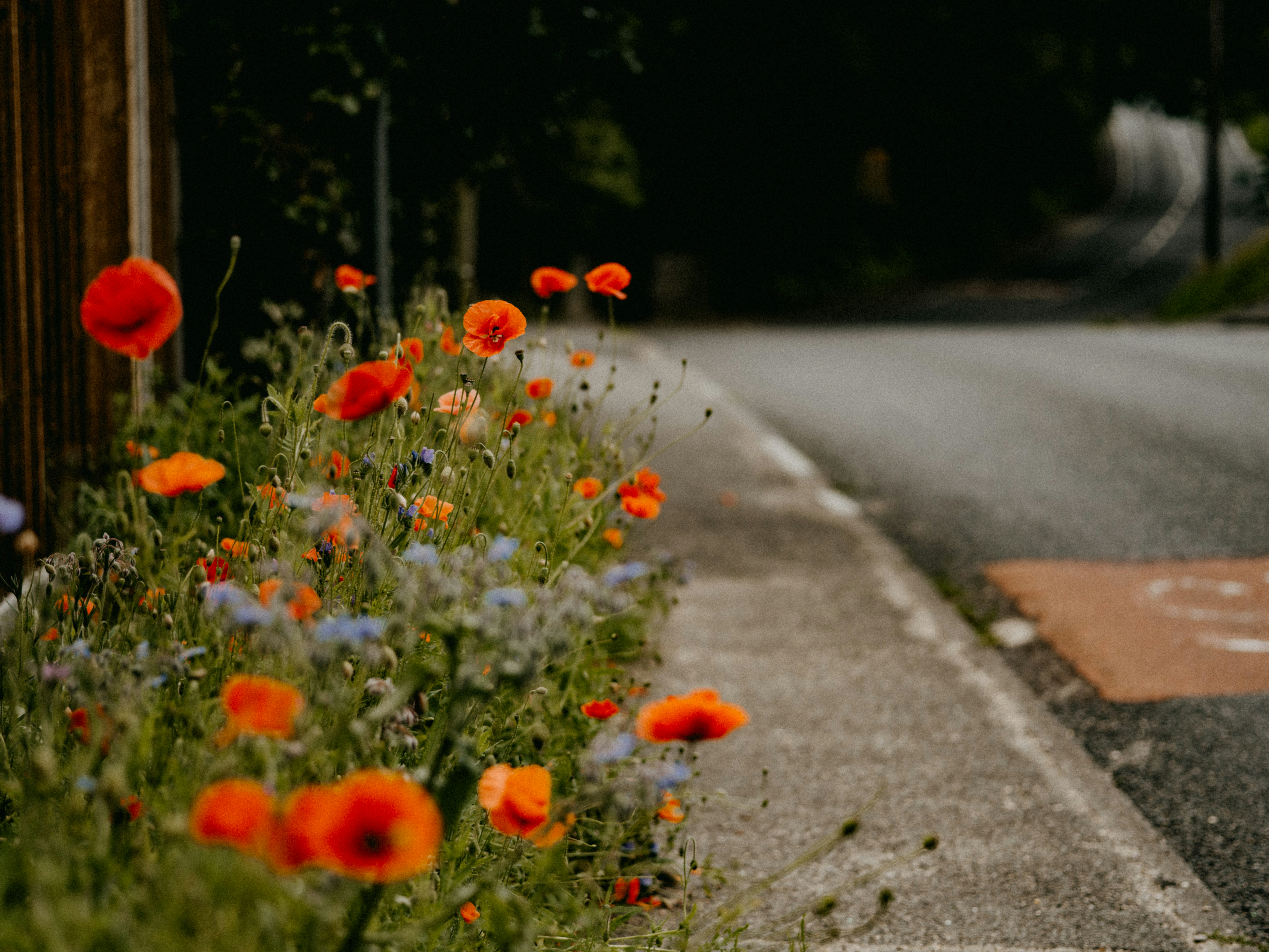 Poppies by the curb: a quiet street vignette