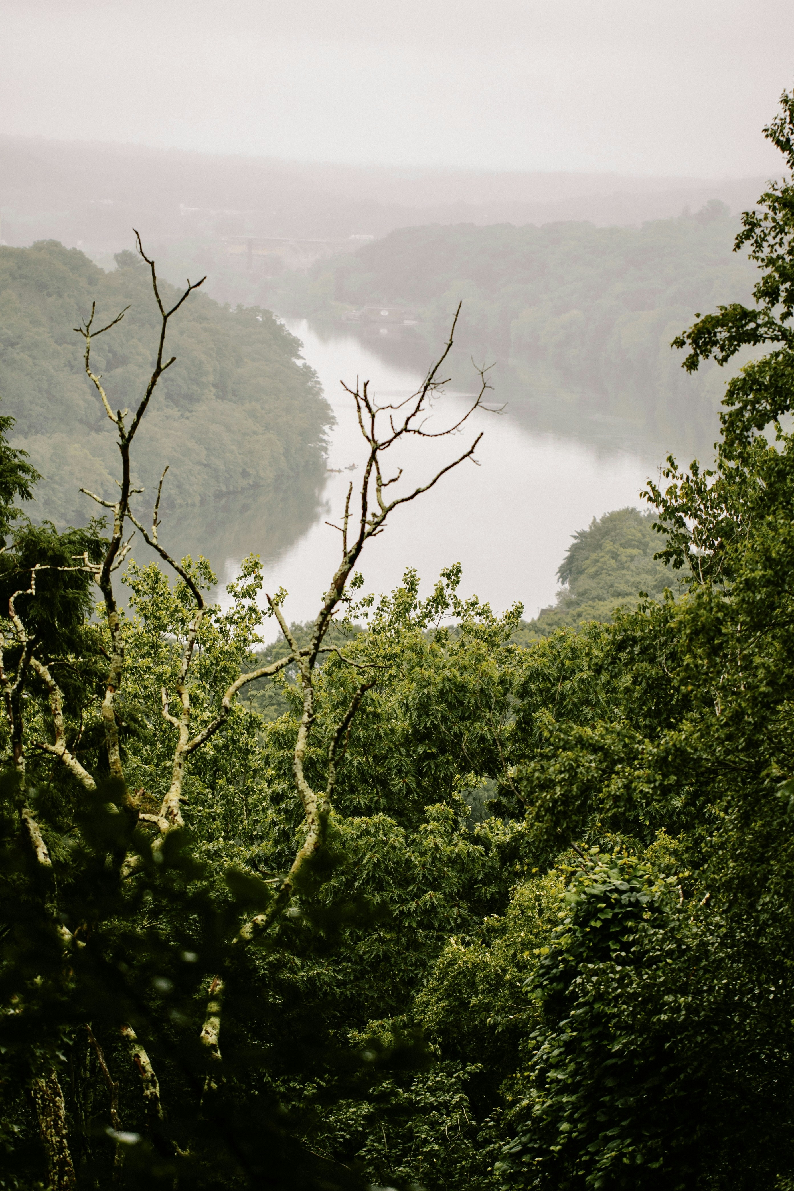 green trees on mountain during daytime
