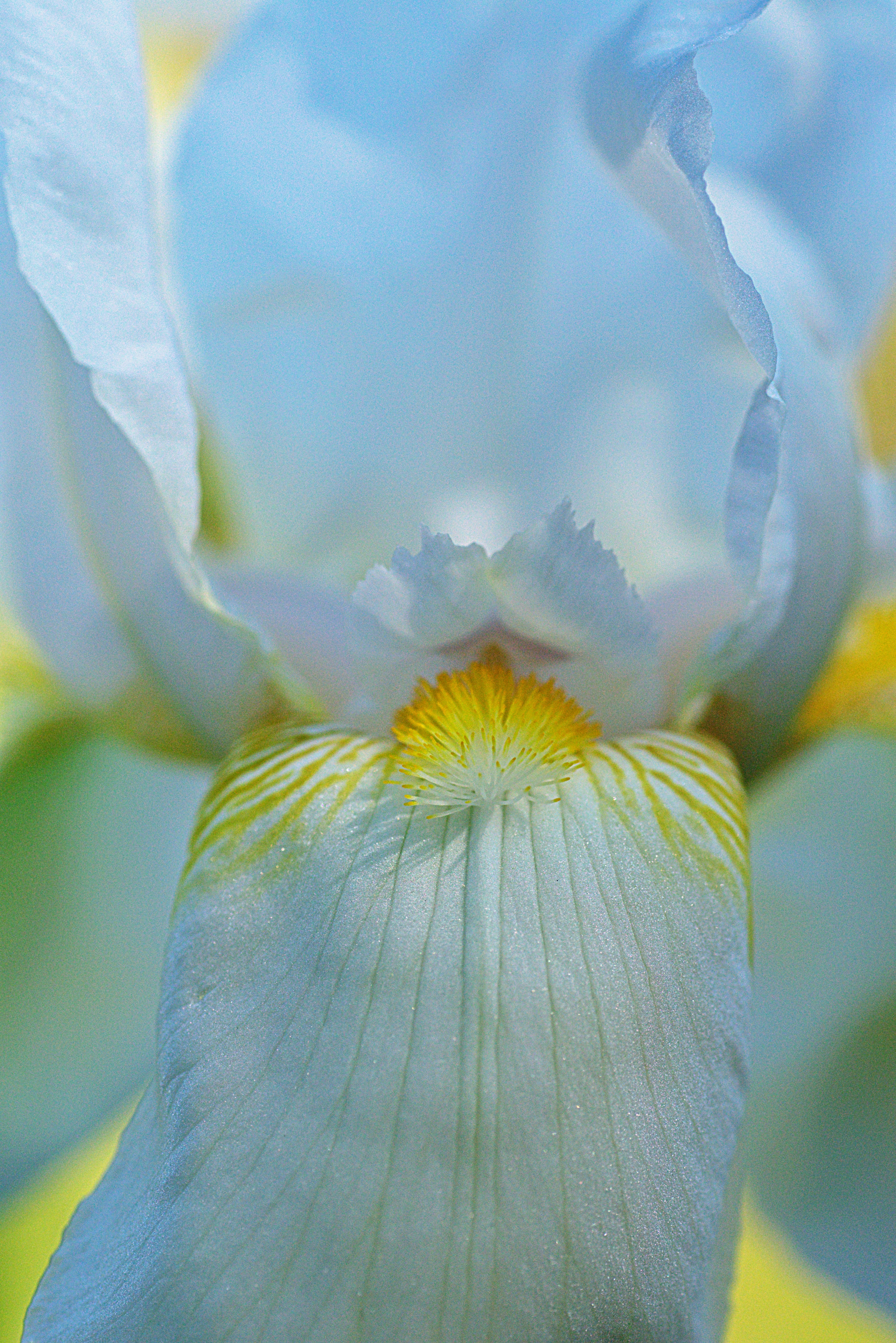Close-up of a pale iris petal with a bright yellow throat